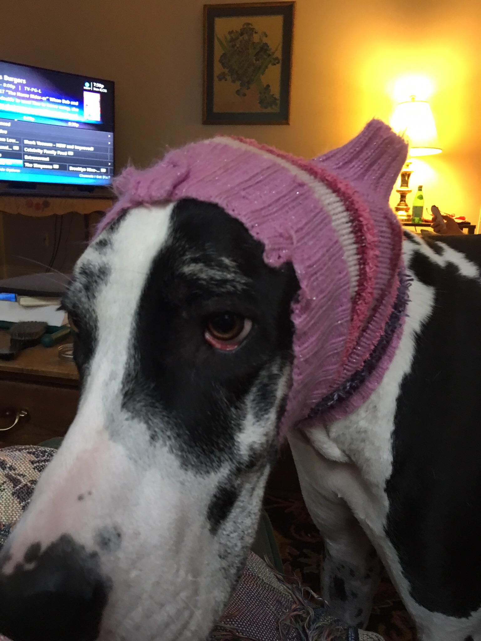 Jack Russell sweater hat...Reddit, meet Lady G... | Scrolller
