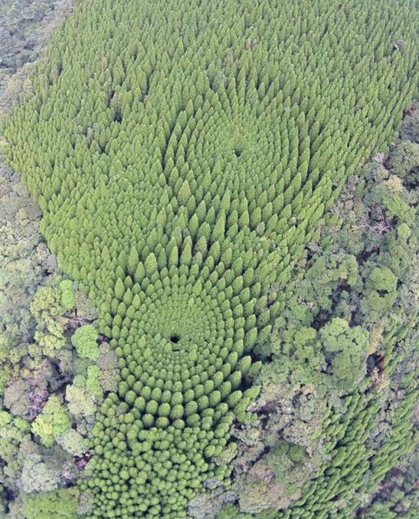 Japanese Experiment That Took Half A Century Ended In Amazing Tree “Crop Circles” | Scrolller