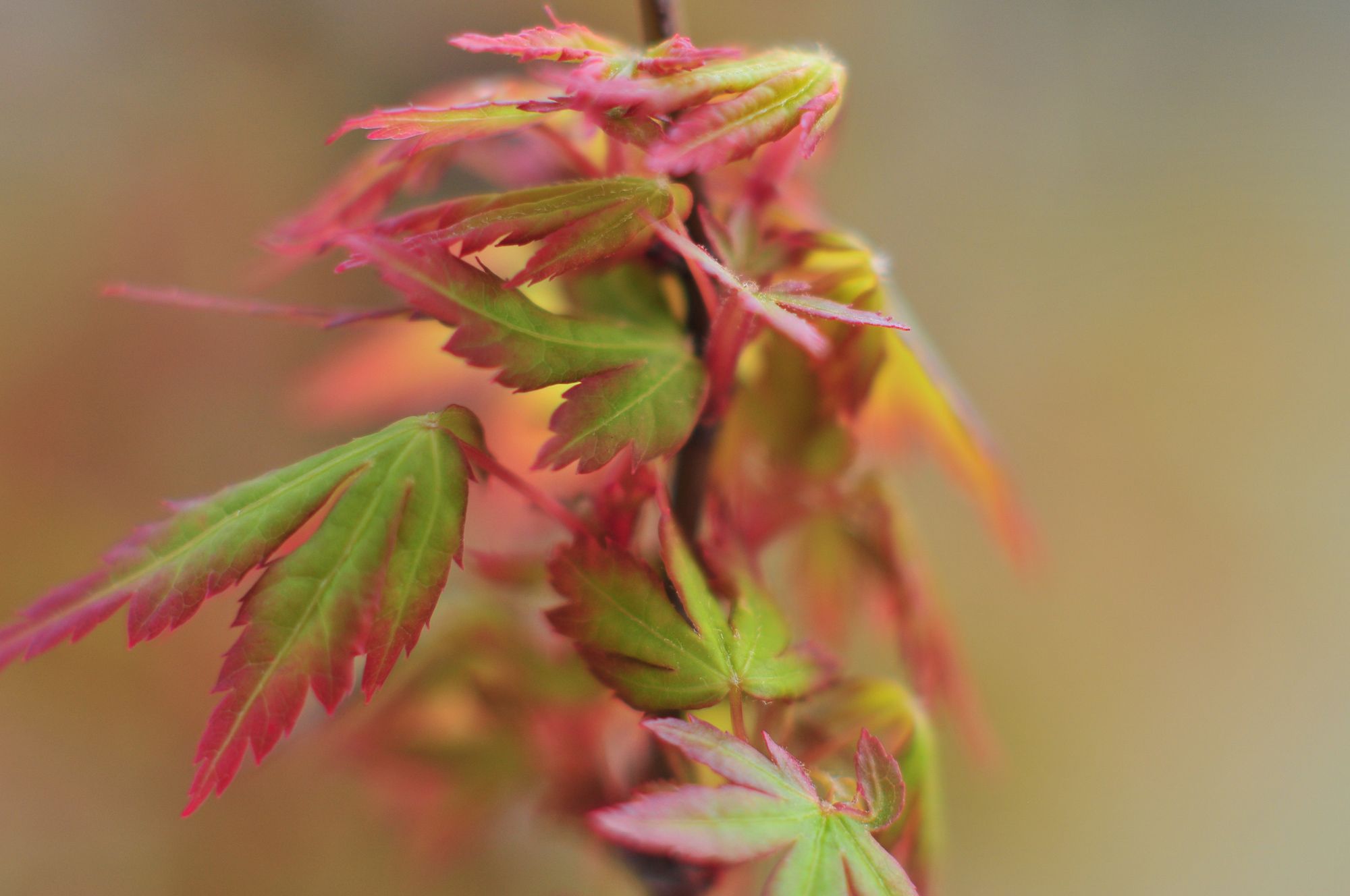 Japanese Maple | Scrolller