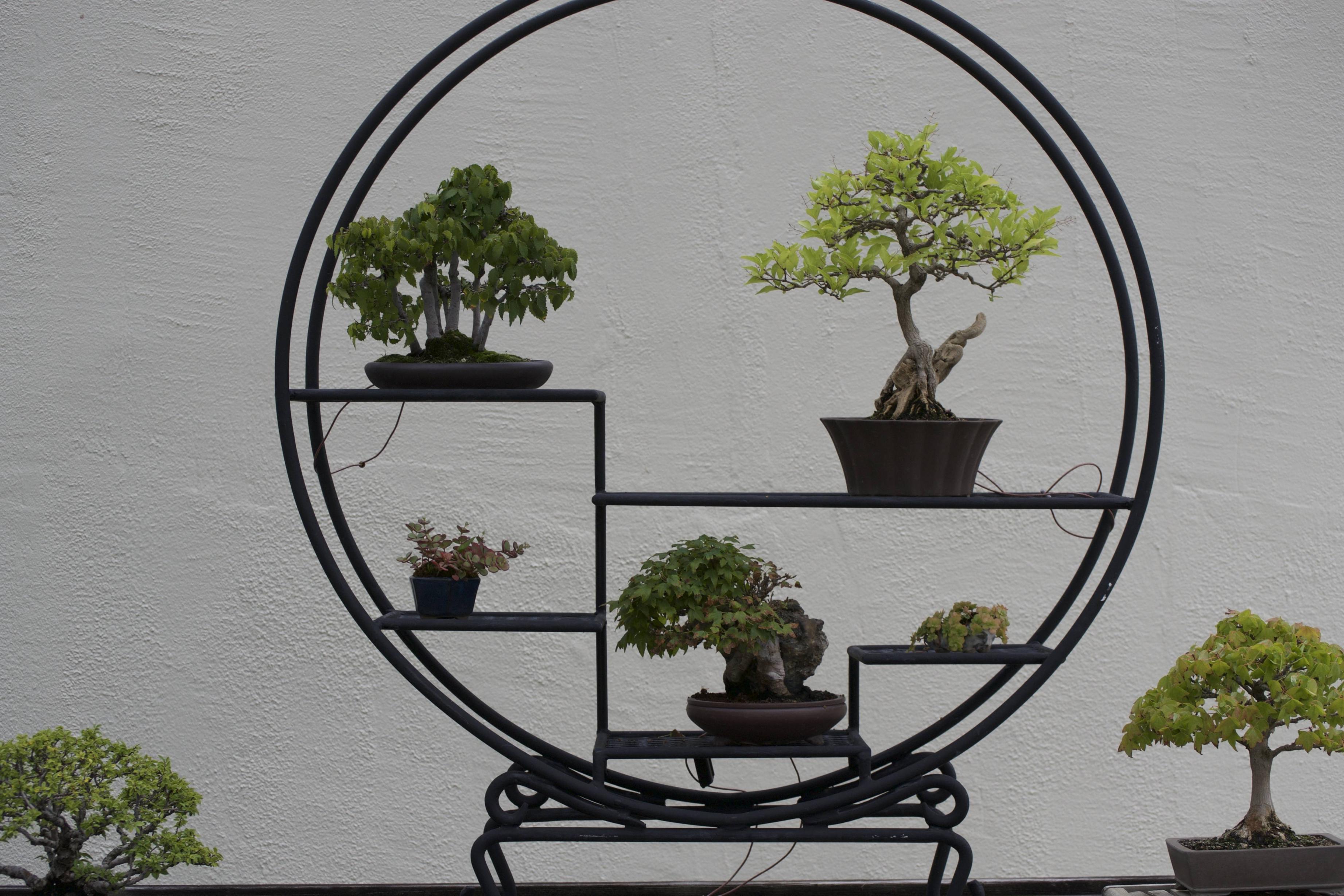 Japanese Zelkova, Trident Maple, Musk Maple [3686x2458][OC] | Scrolller