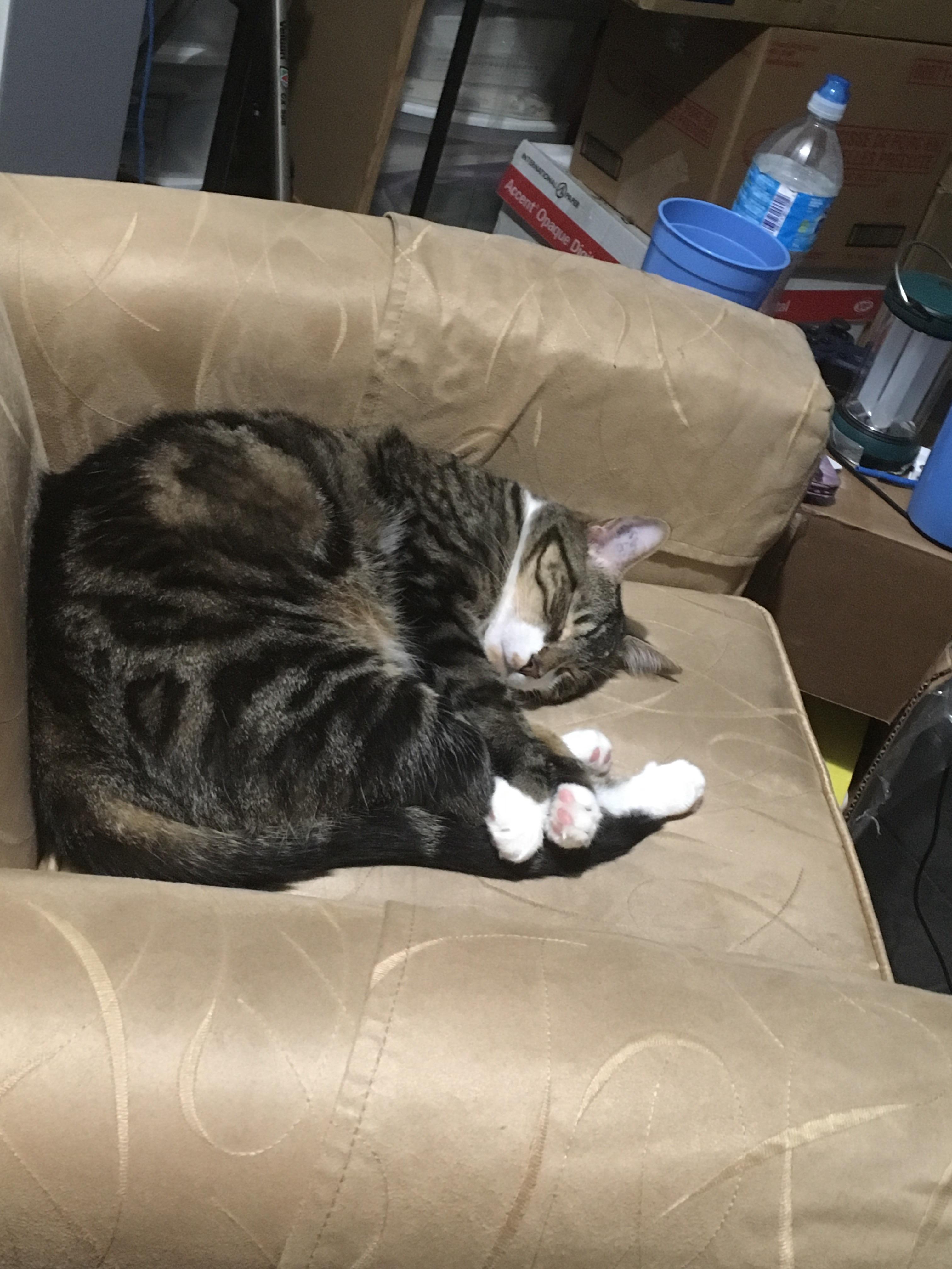 Jasper sleeping on my chair | Scrolller