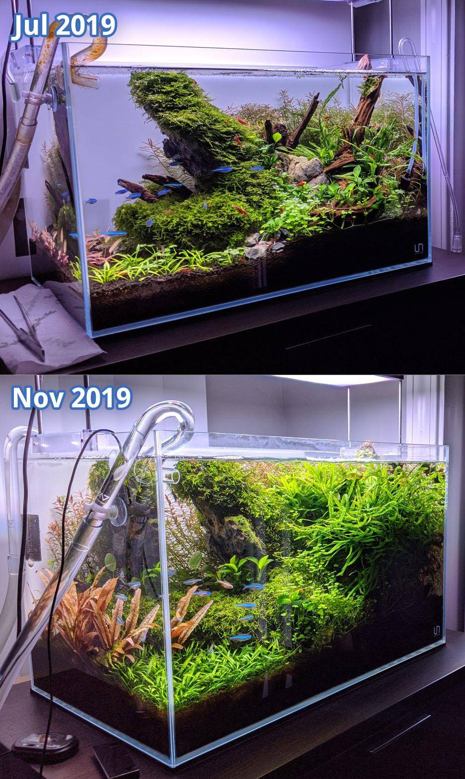 Java ferns grow slow, they said. Low maintenance, they said | Scrolller