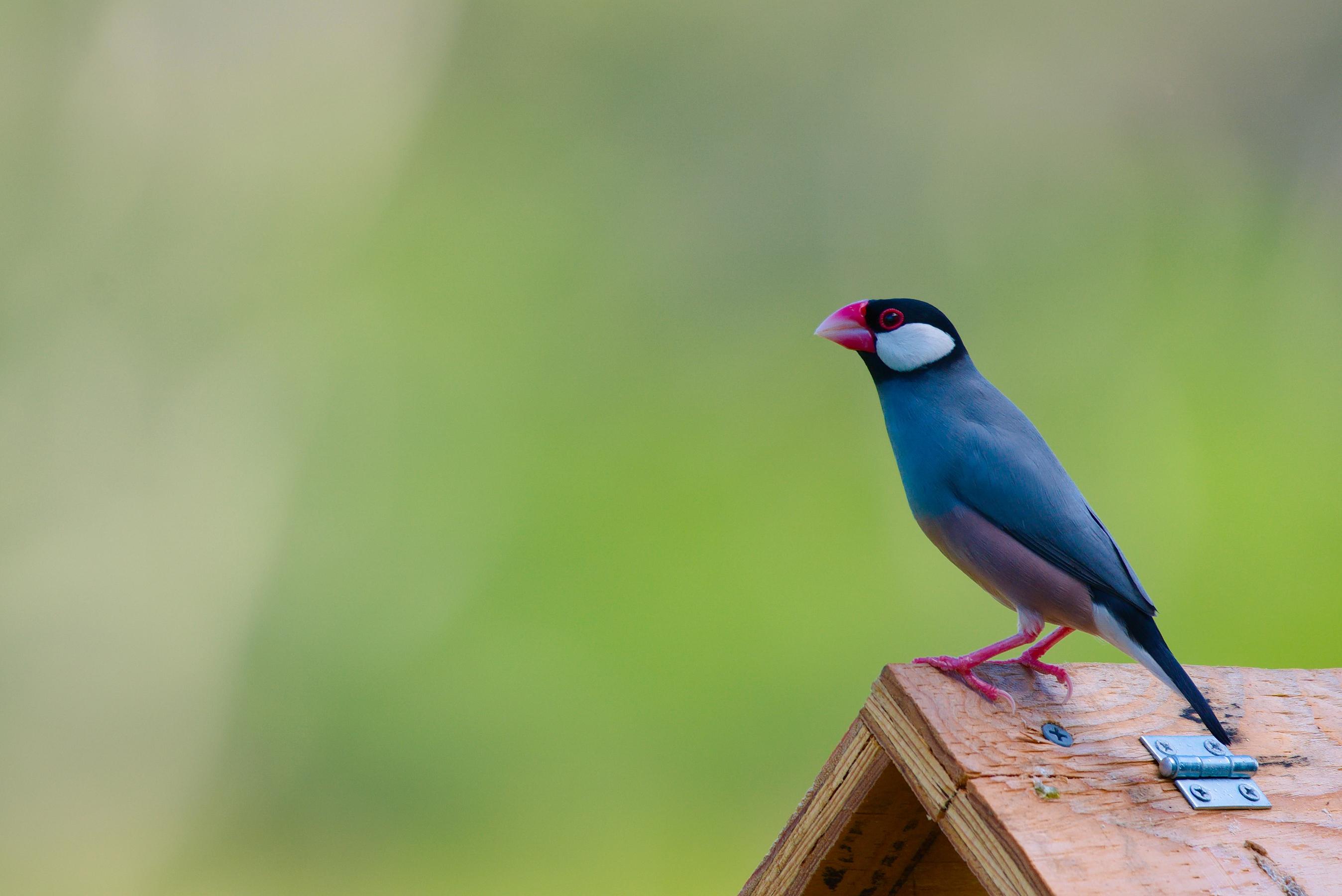 Java Sparrow Hawaii | Scrolller
