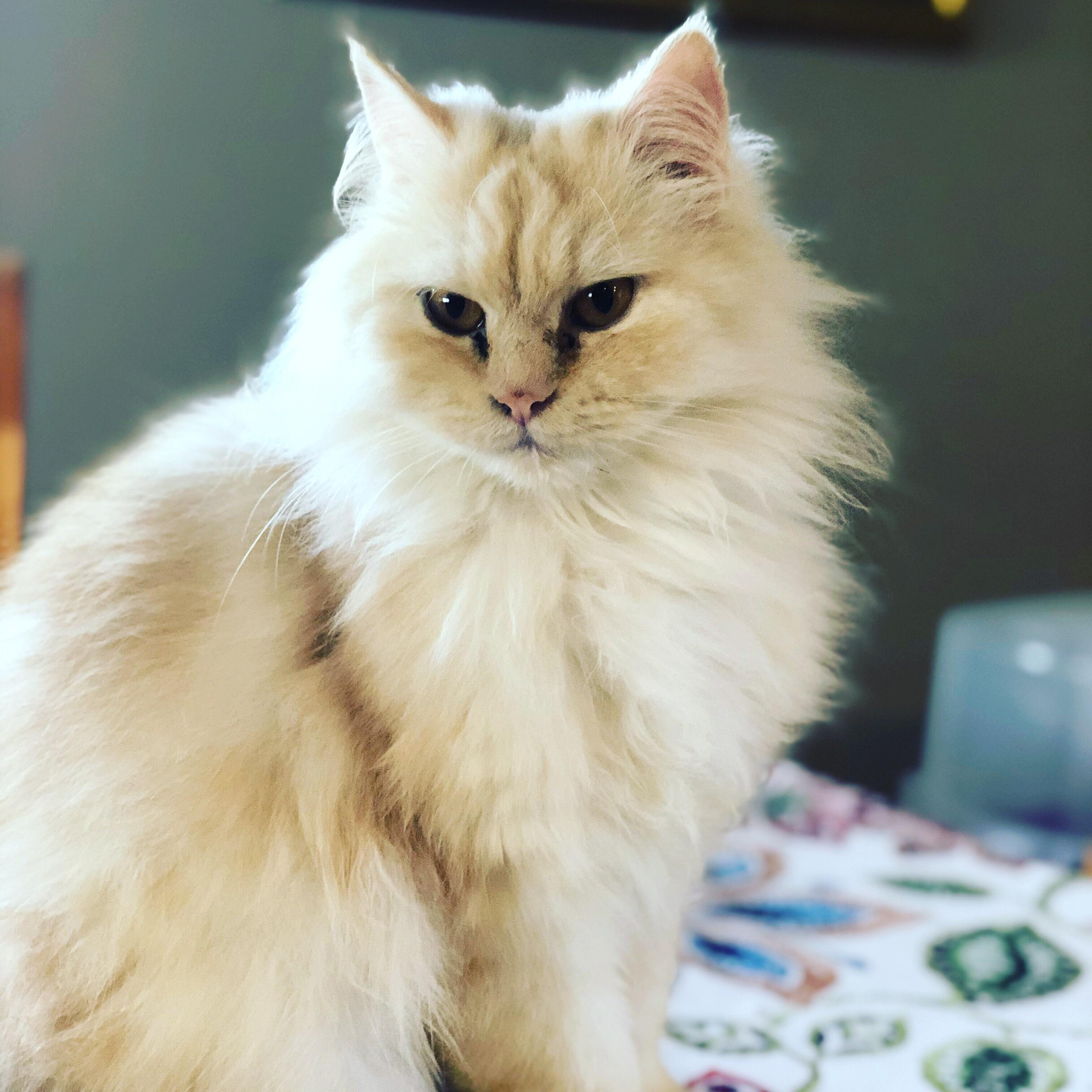 Jayne the magnificent. | Scrolller