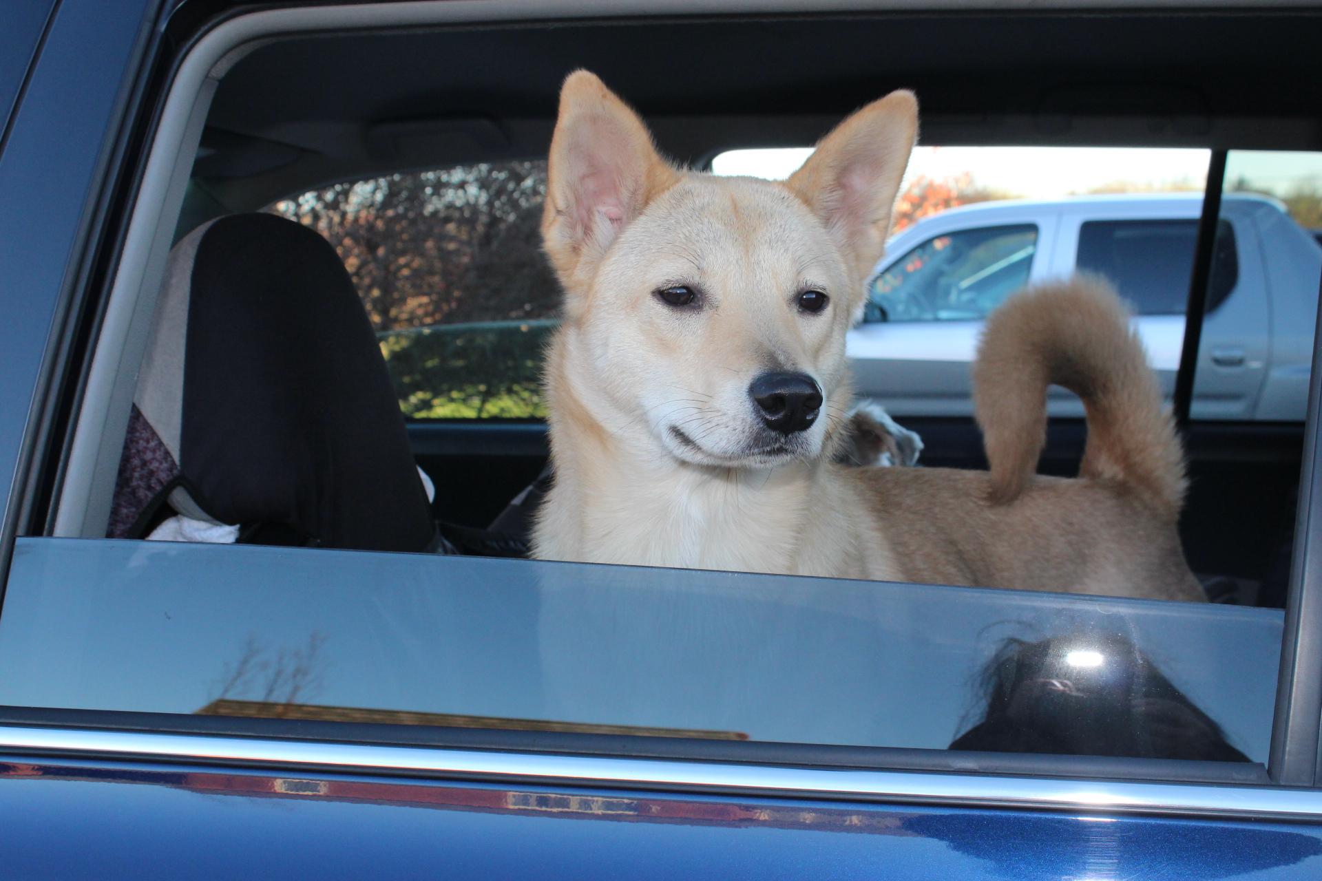 Jindo Ride | Scrolller