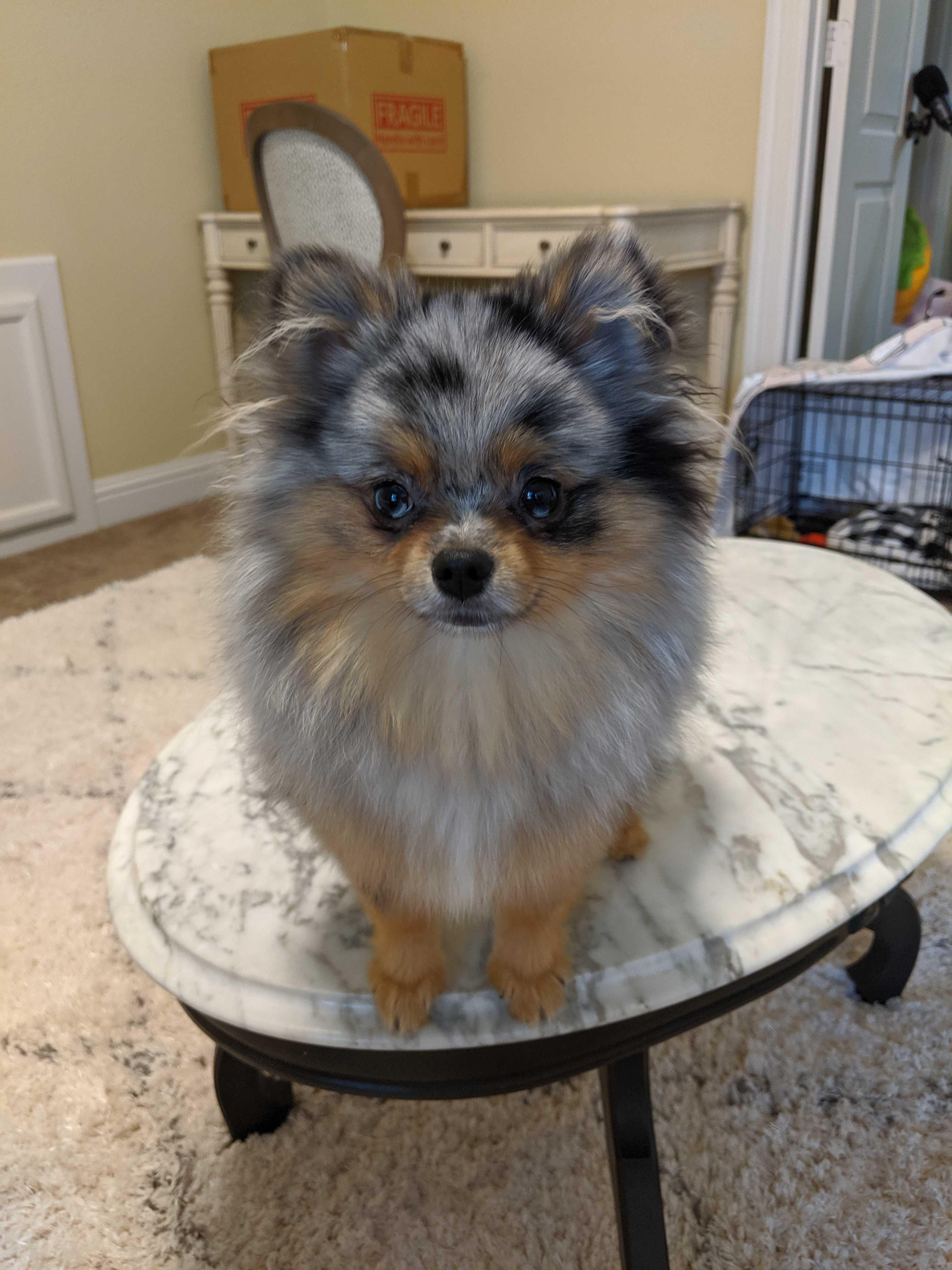 Jinju helped on moving day - she supervised from her marble pedestal. | Scrolller