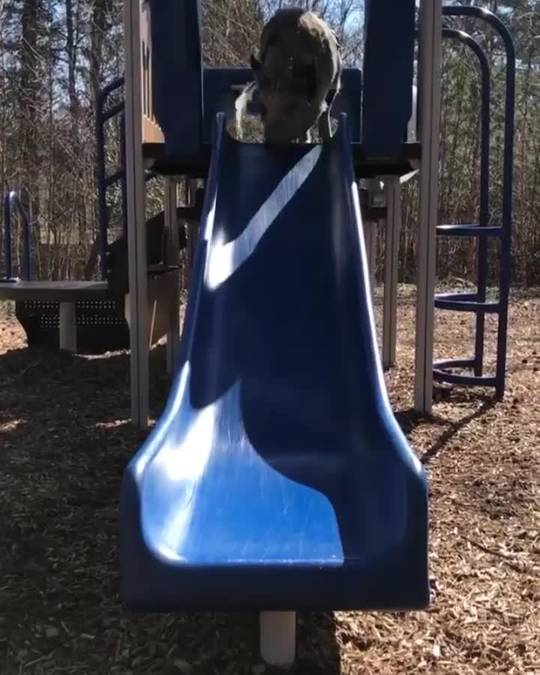 Jolene going down the slide | Scrolller