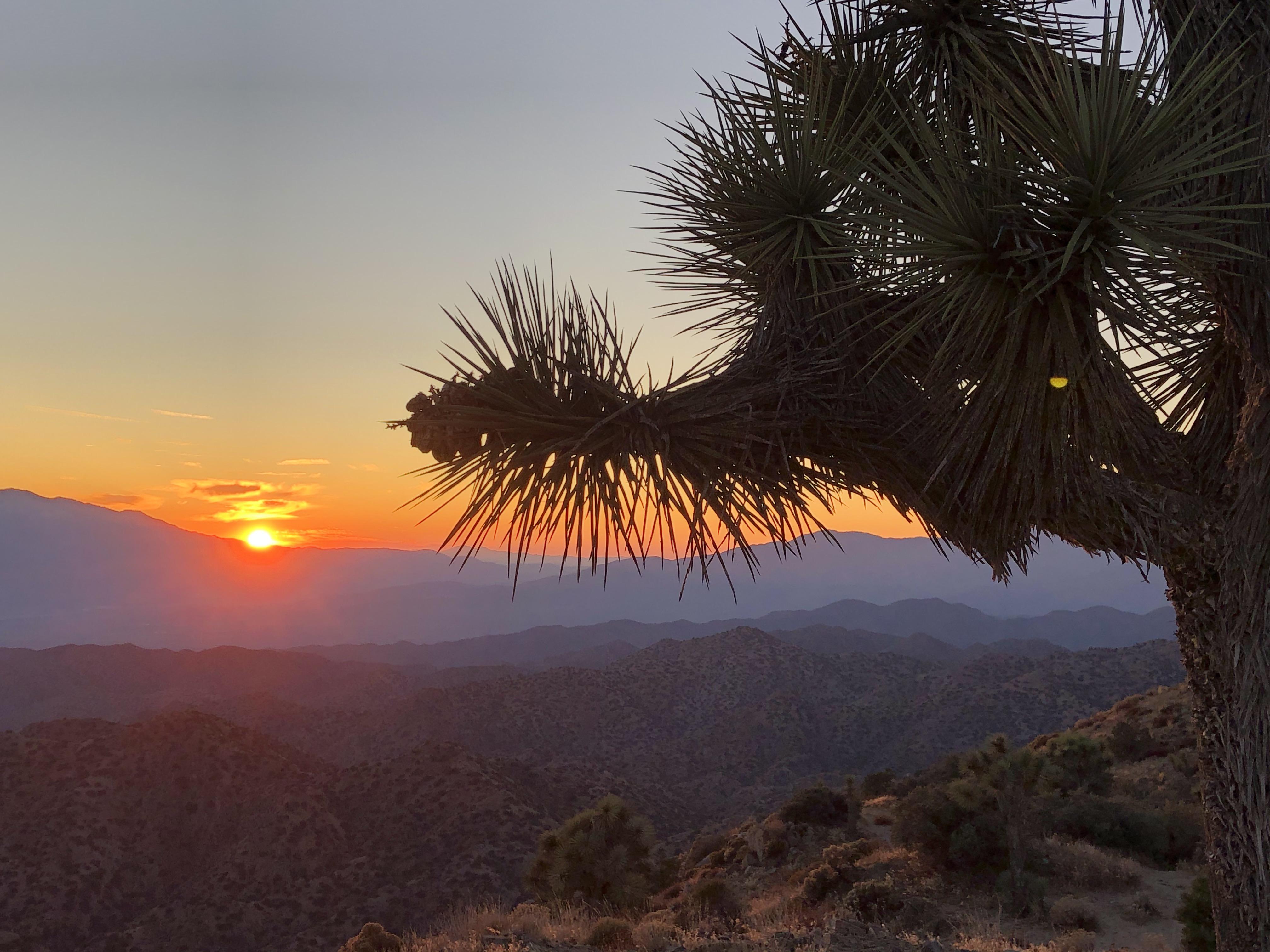 Joshua Tree NP, CA | Scrolller