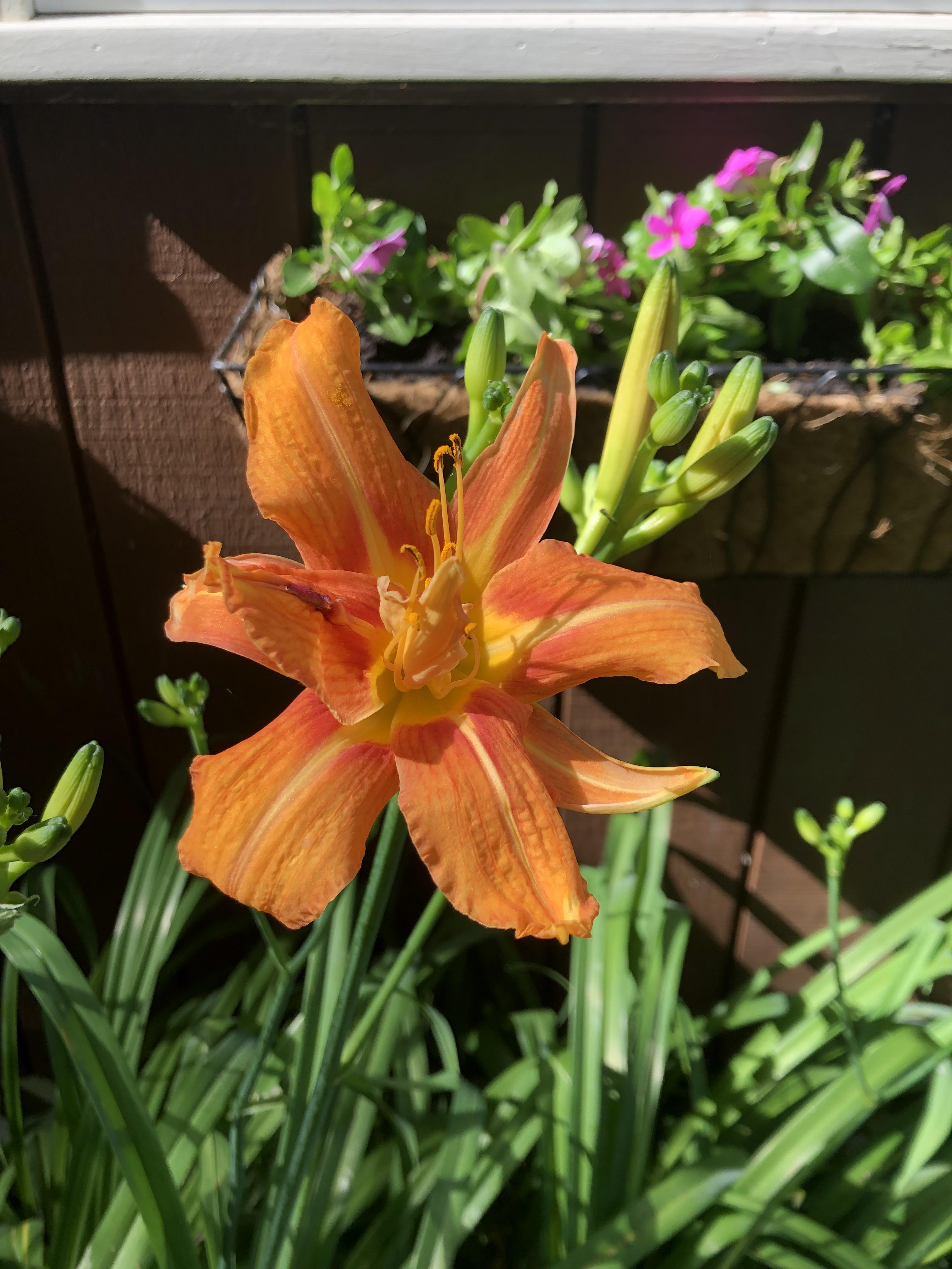July 28: my flowers are finally blooming | Scrolller