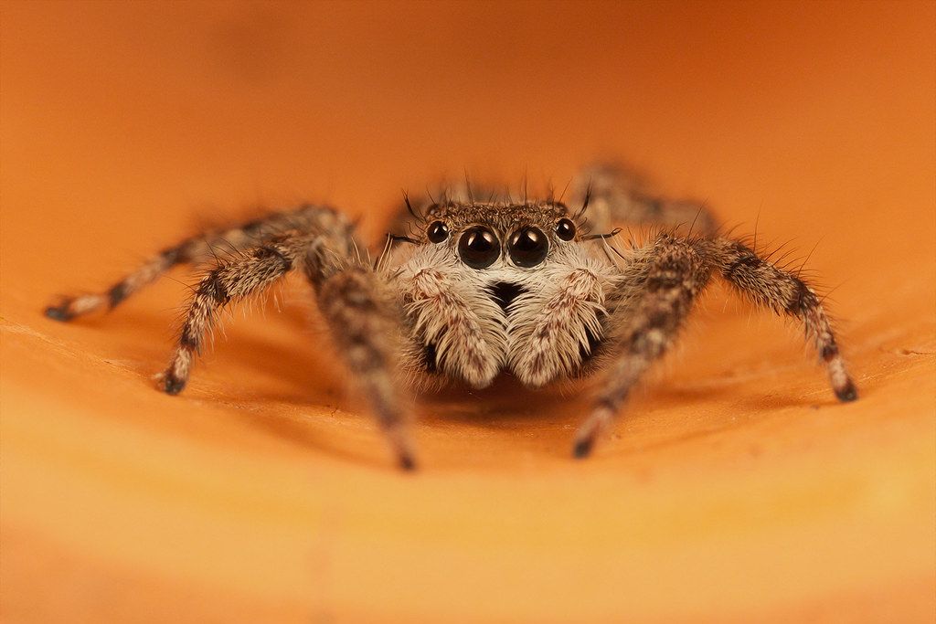 Jumping Spider | Scrolller