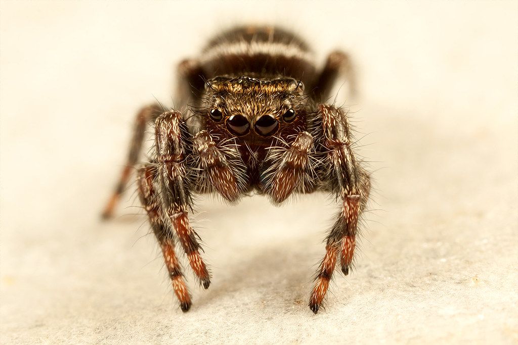 Jumping Spider | Scrolller