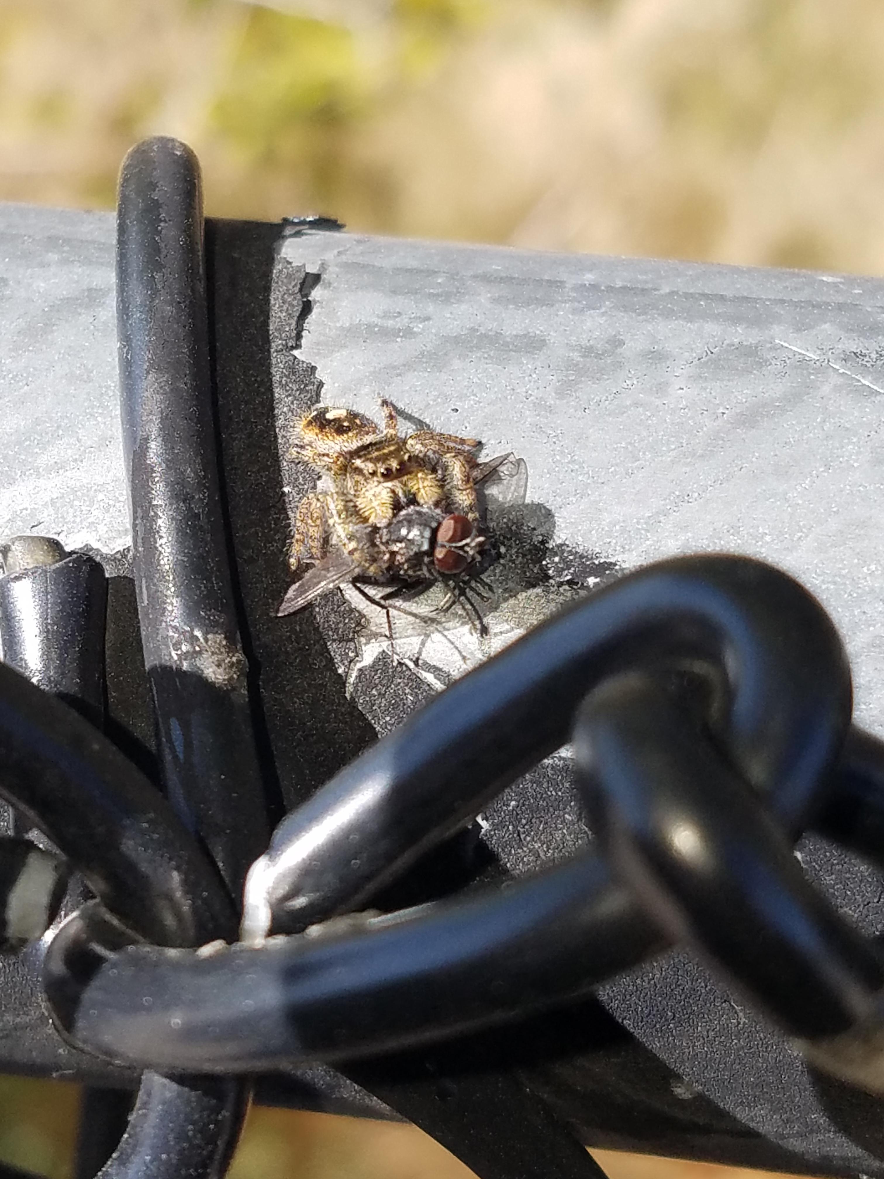 Jumping spider eating a fly | Scrolller