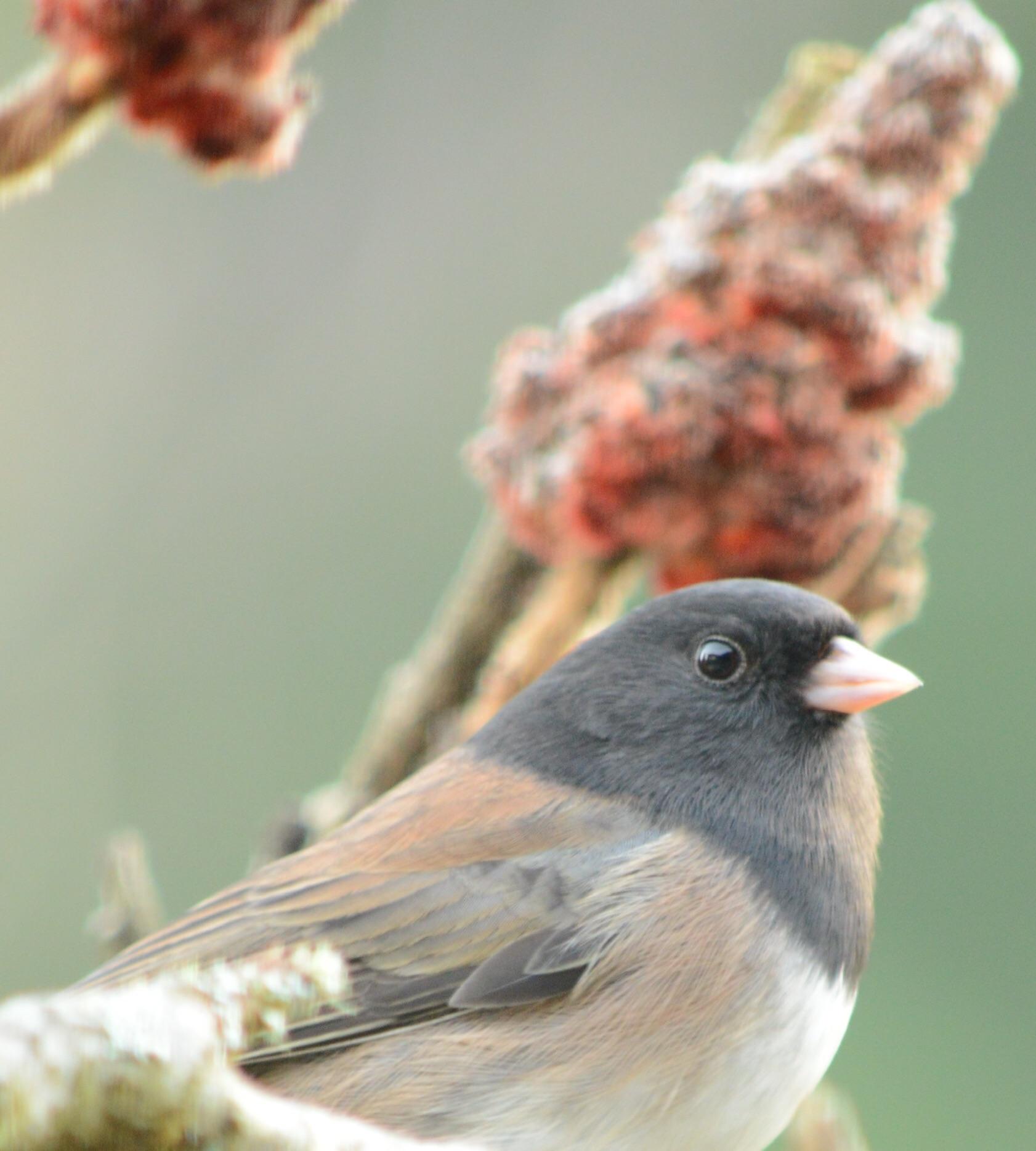 Junco | Scrolller