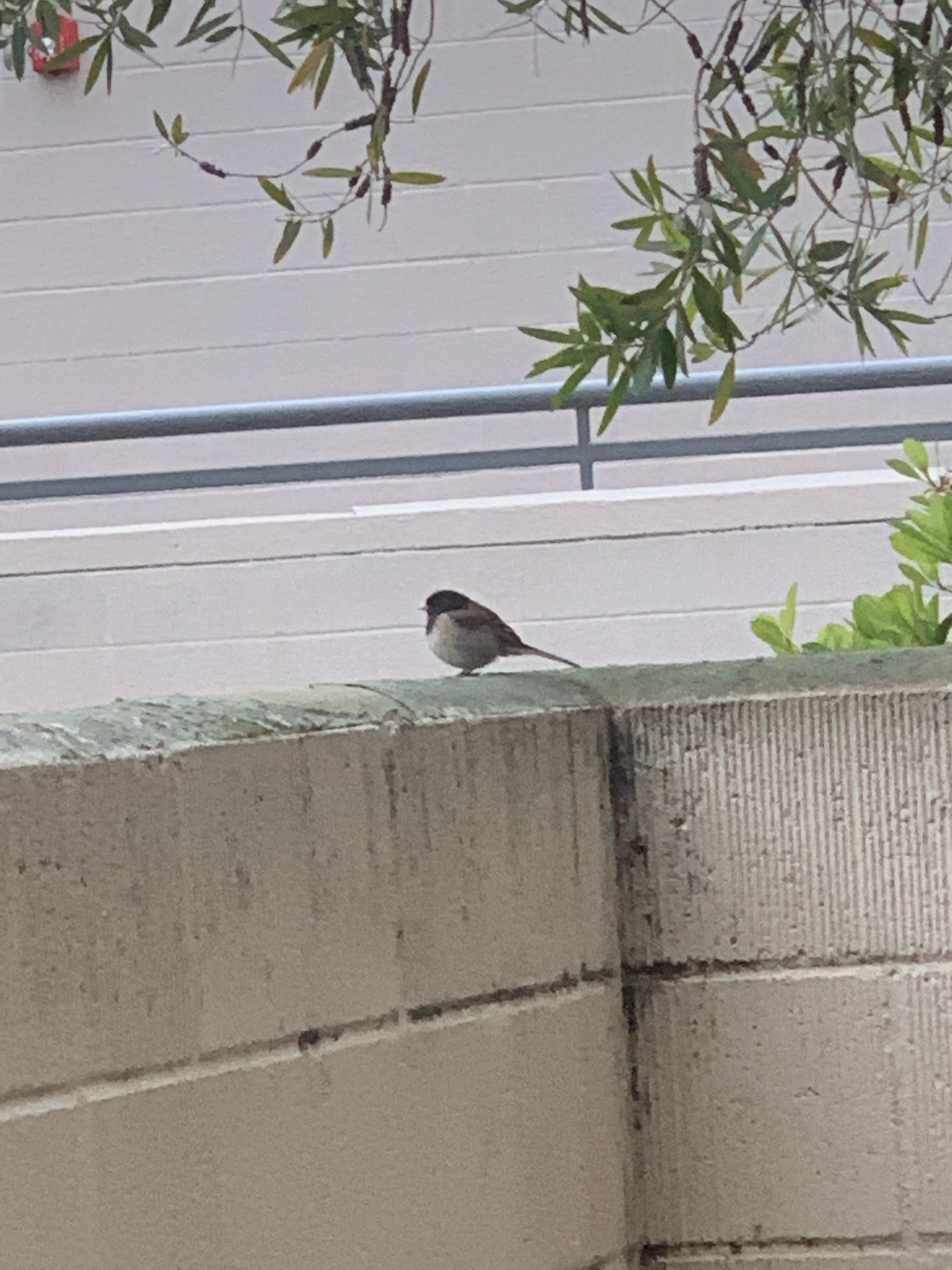 Junco borb | Scrolller