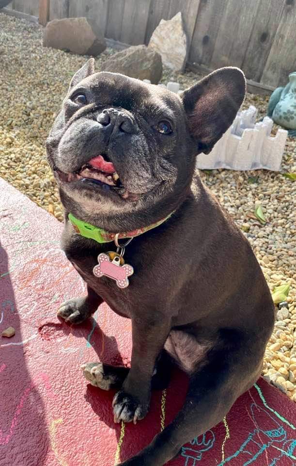 Junebug the 13 year old Frenchie | Scrolller