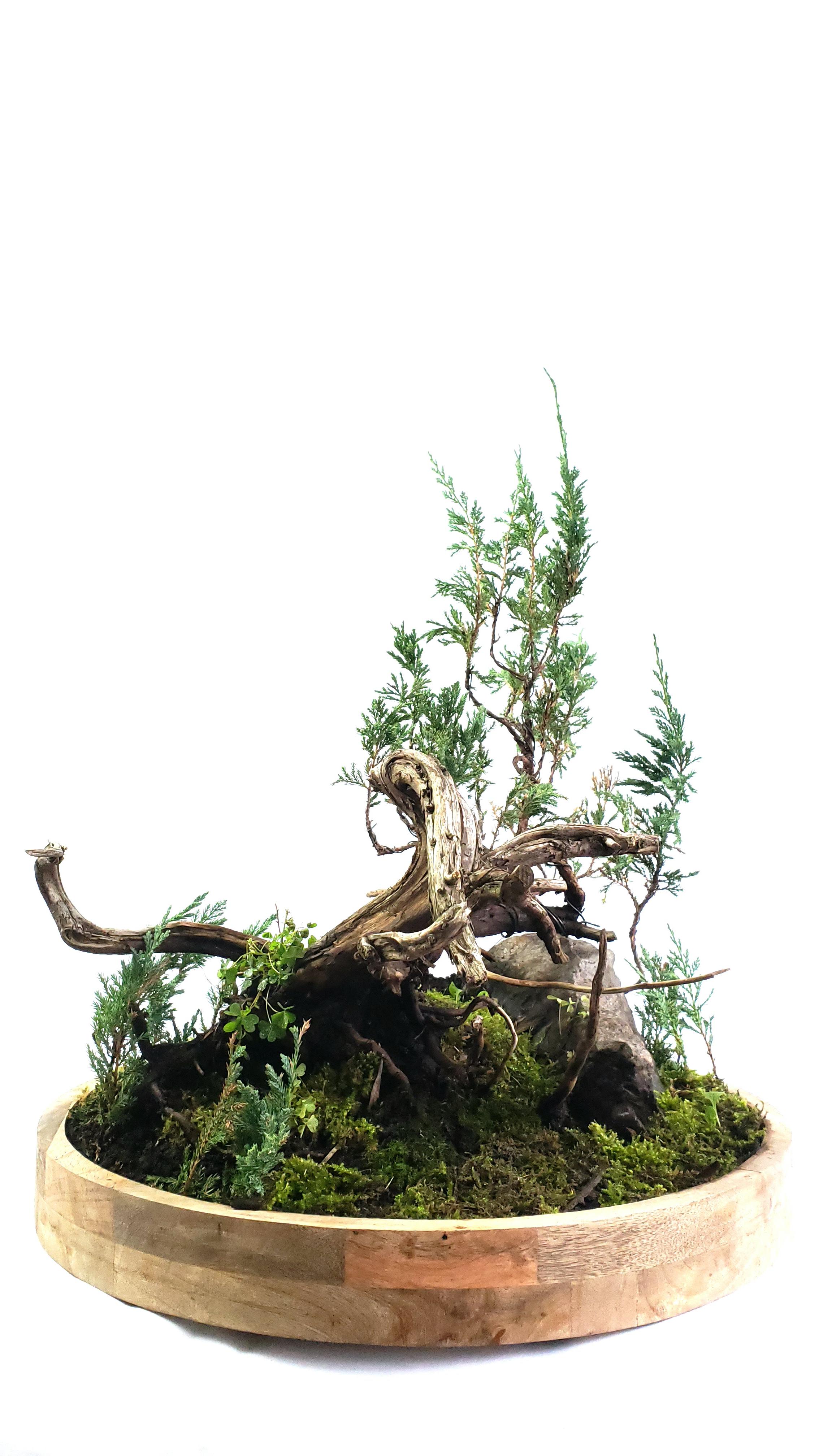 Juniper. | Scrolller