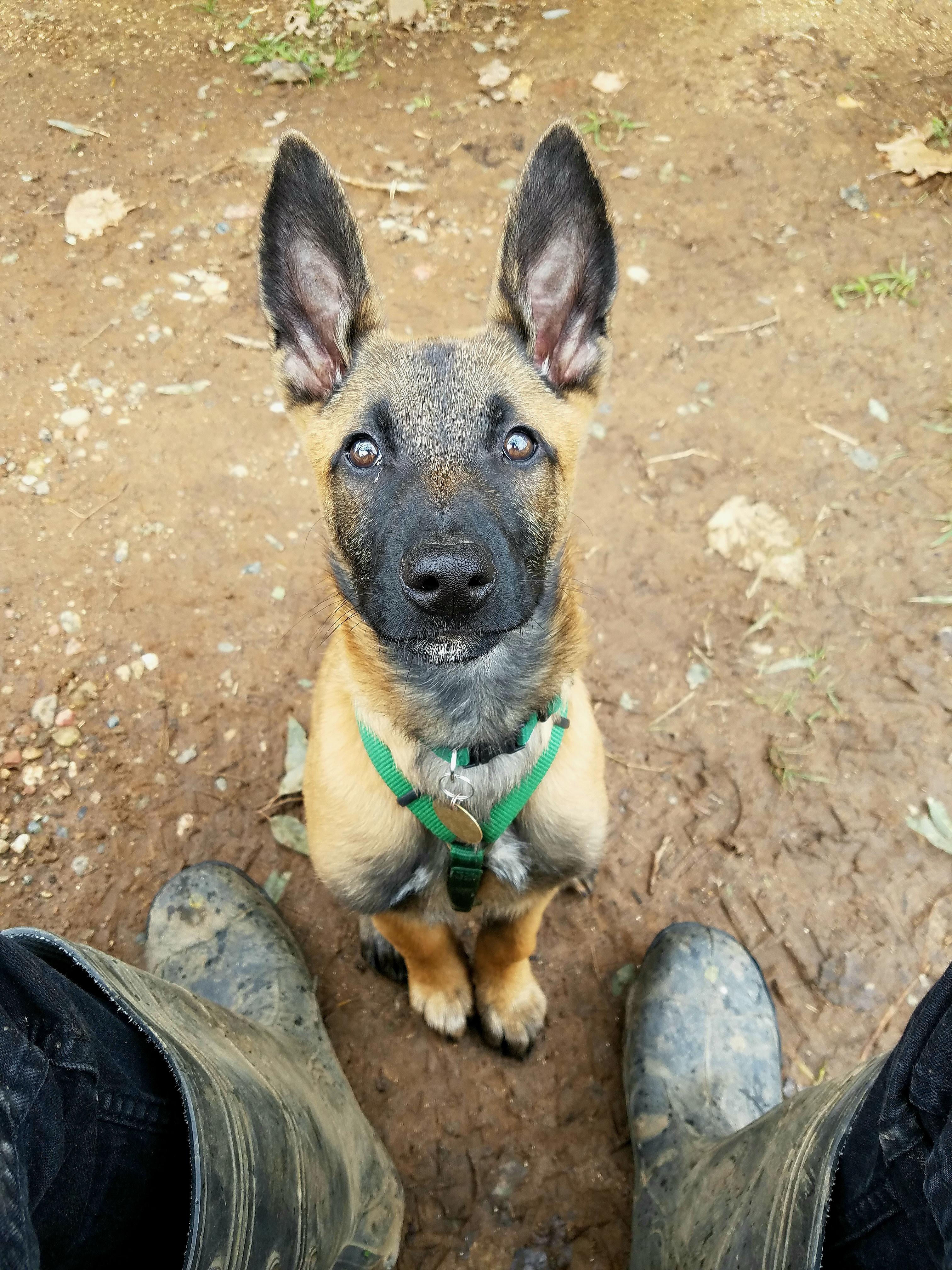 Juno's first day on the job! | Scrolller