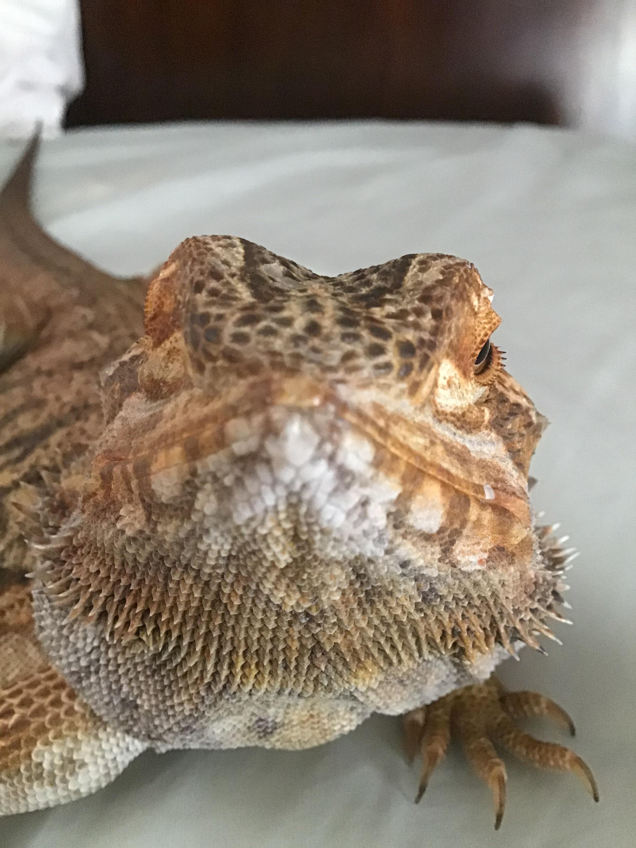 Just a cute photo at my 4 year old bearded dragon | Scrolller