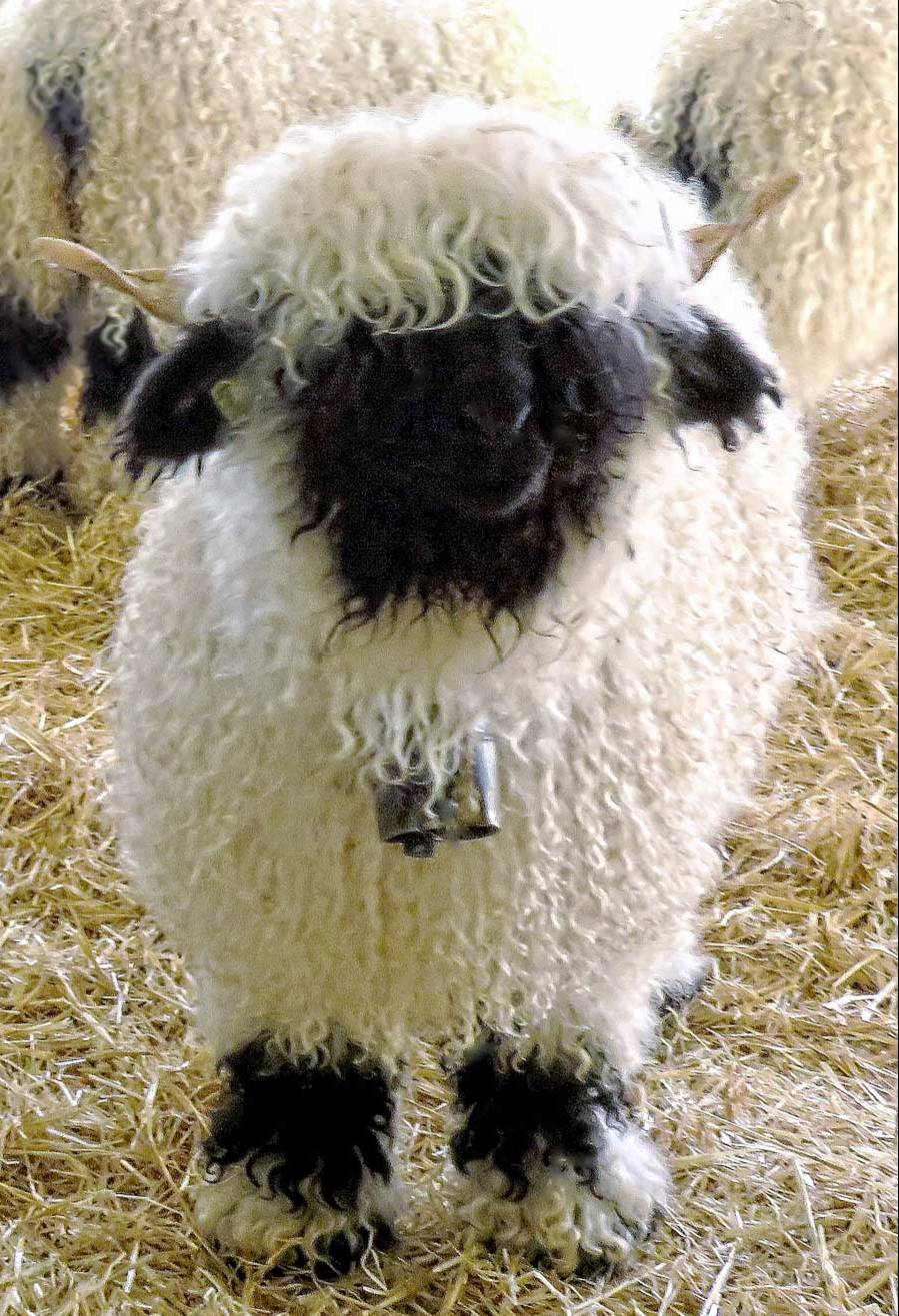 Just a cute smiling valais sheep to brighten your day | Scrolller