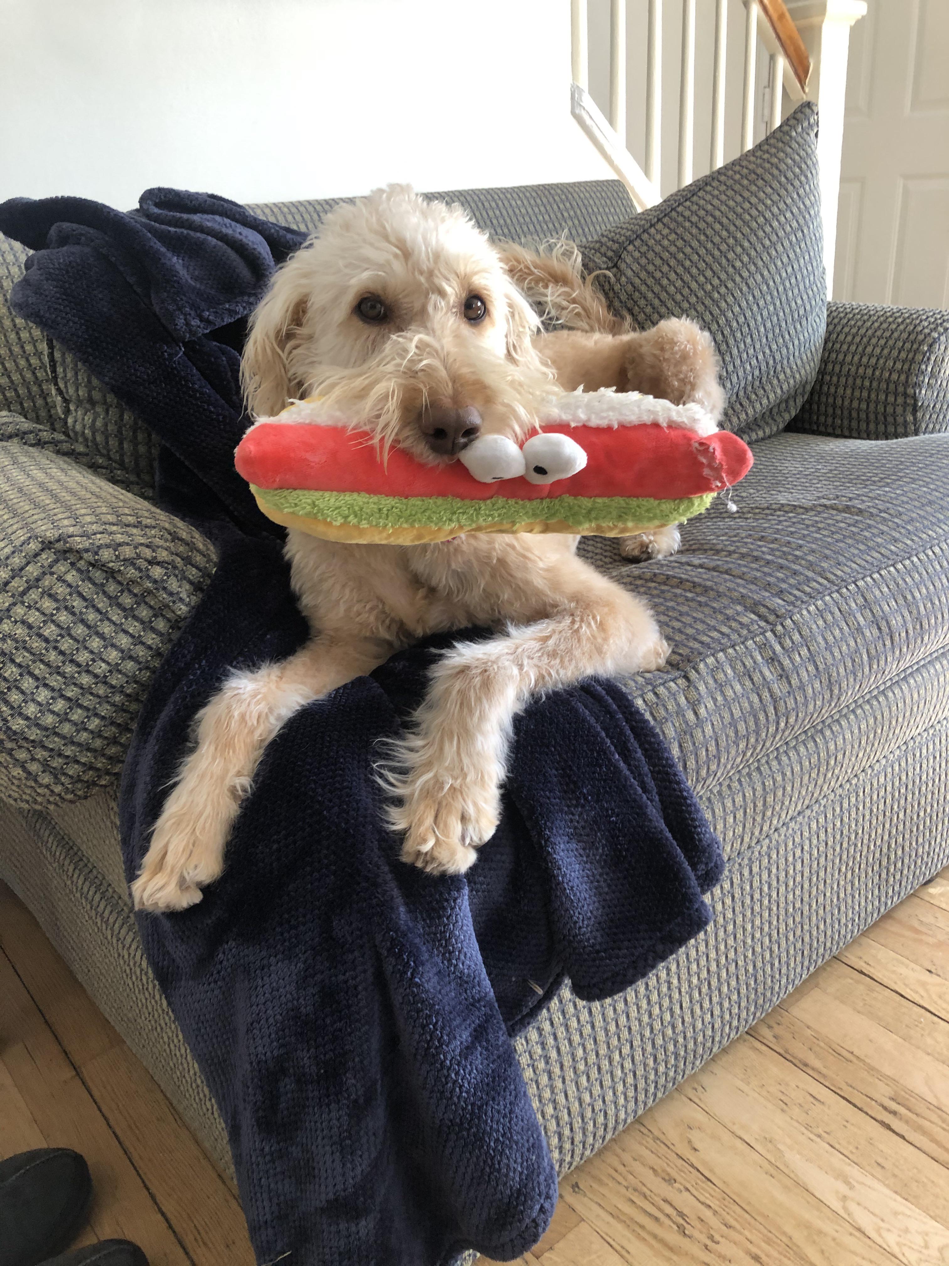 Just a doodle and her hotdog toy | Scrolller