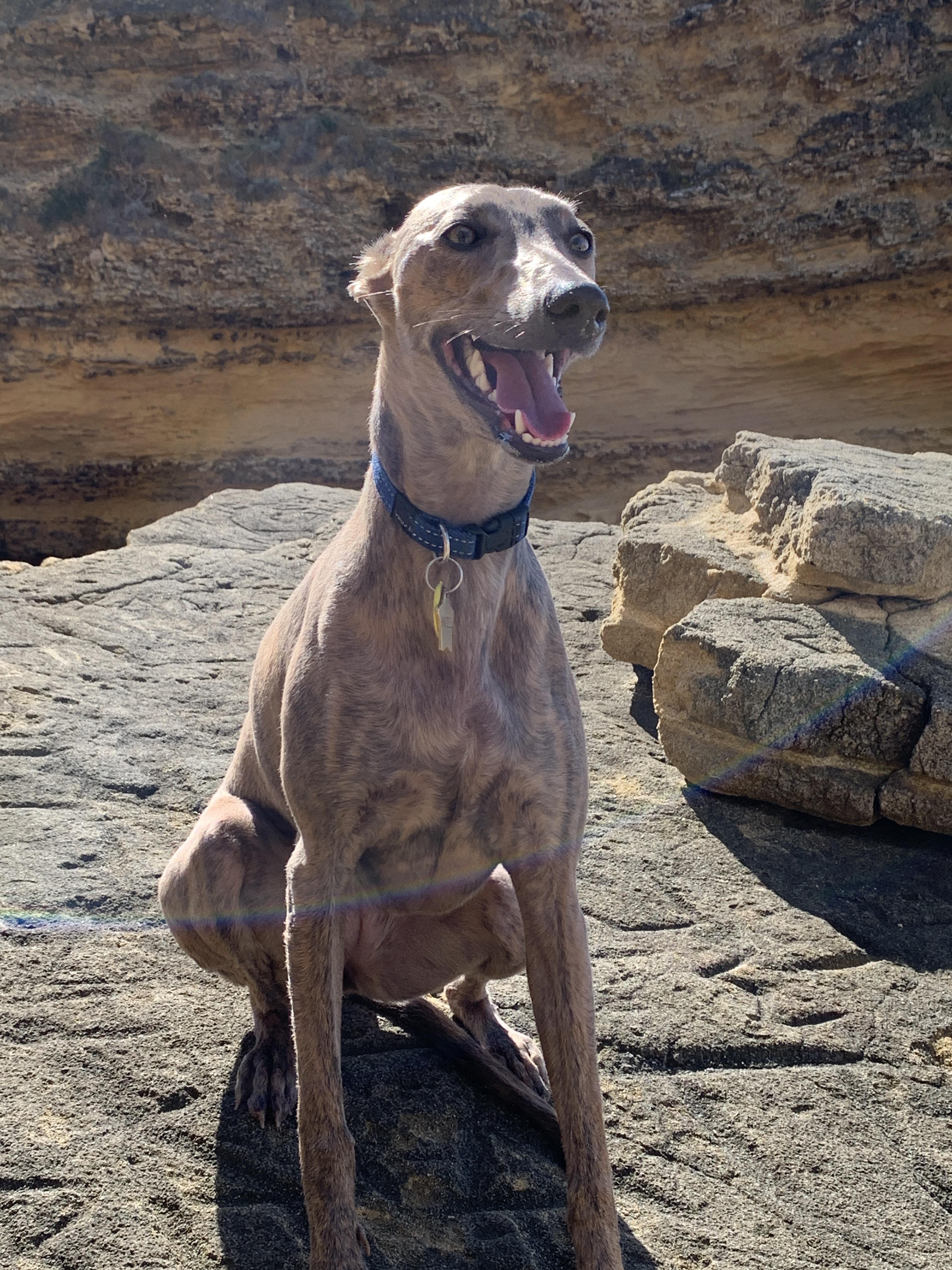 Just a happy whippet... | Scrolller