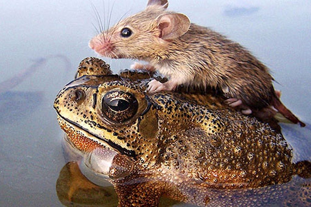 Just a mouse, hitching a ride on a toad. | Scrolller