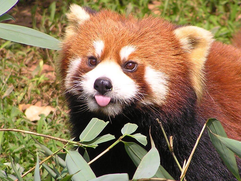 Just a picture of a RED panda | Scrolller