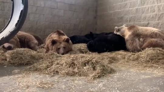 Just a pile of sleepy and cuddly bears | Scrolller