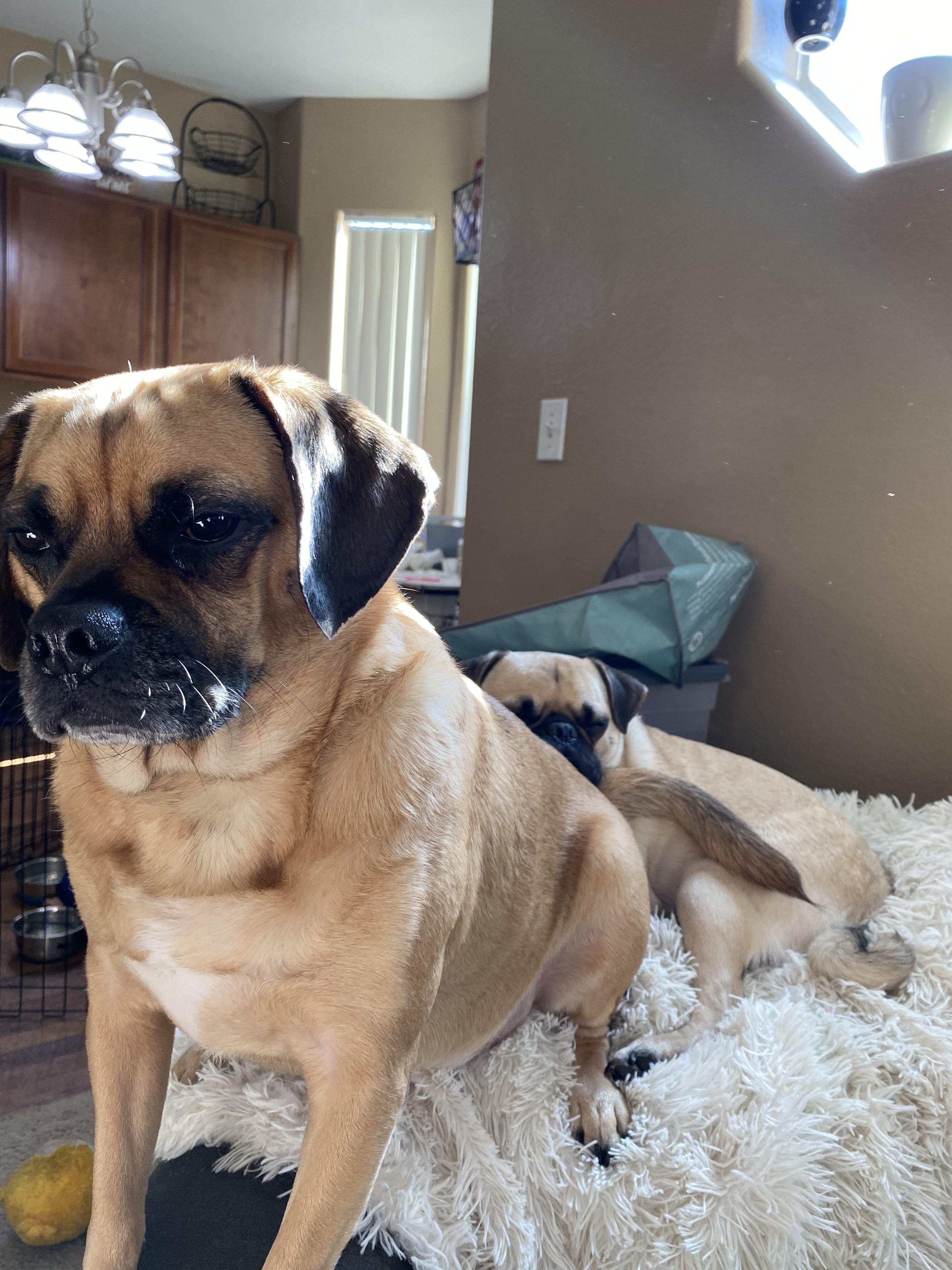 Just a puggle and his brother | Scrolller