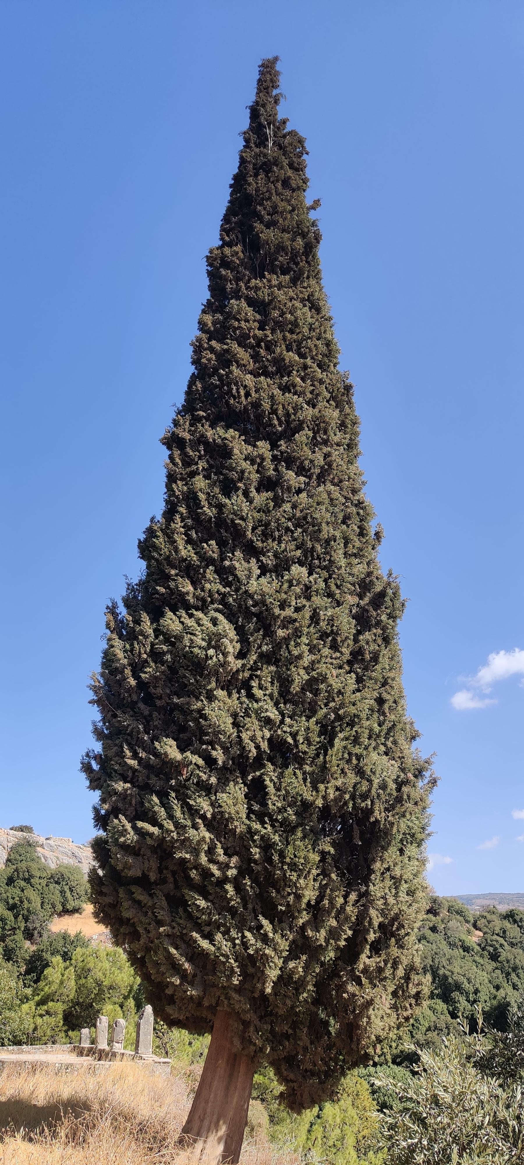 Just a tree enjoying the sun | Scrolller