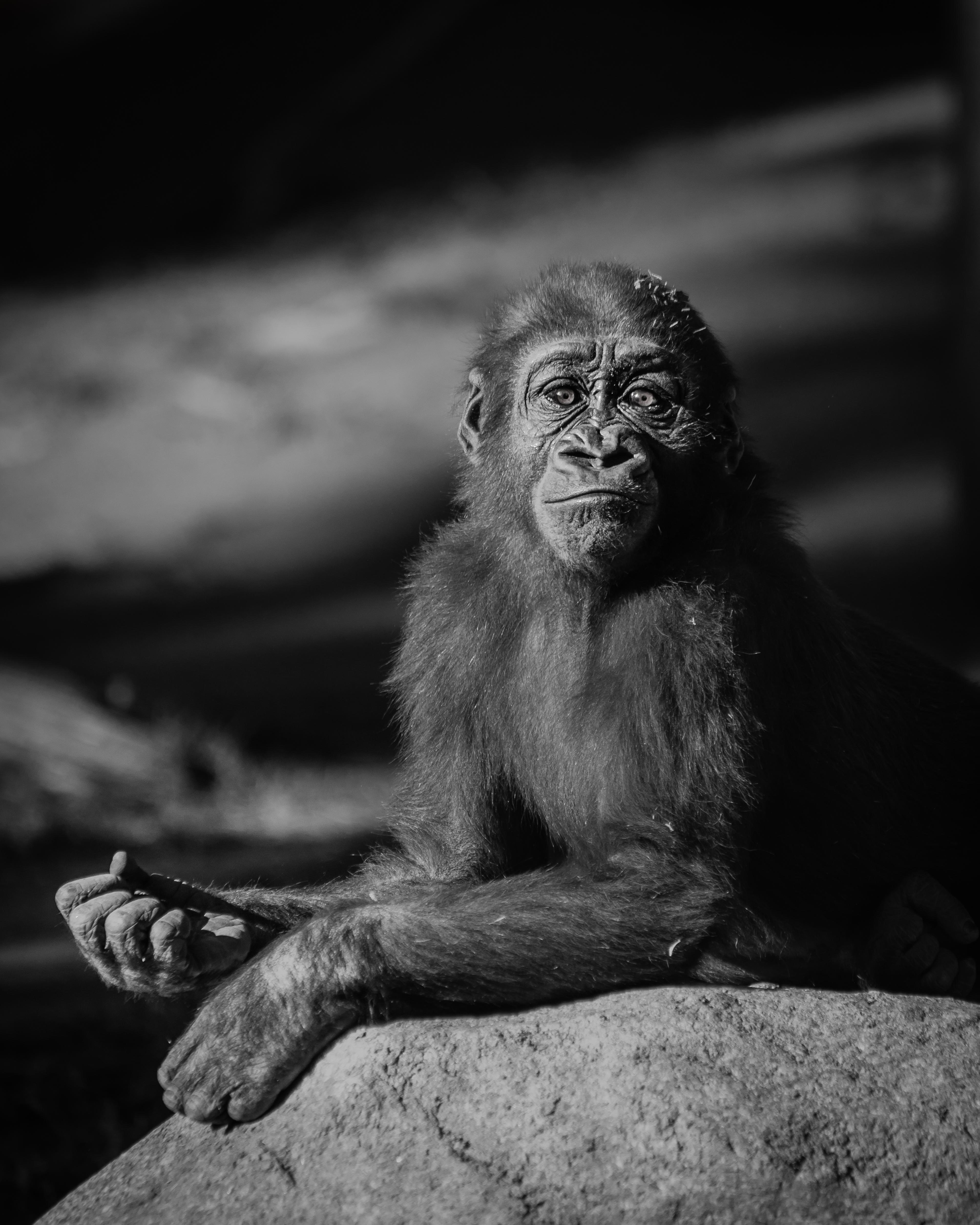 Just a young ape in a cool pose | Scrolller