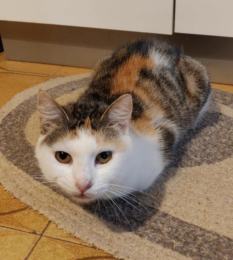 Just adopted, already loafing. | Scrolller