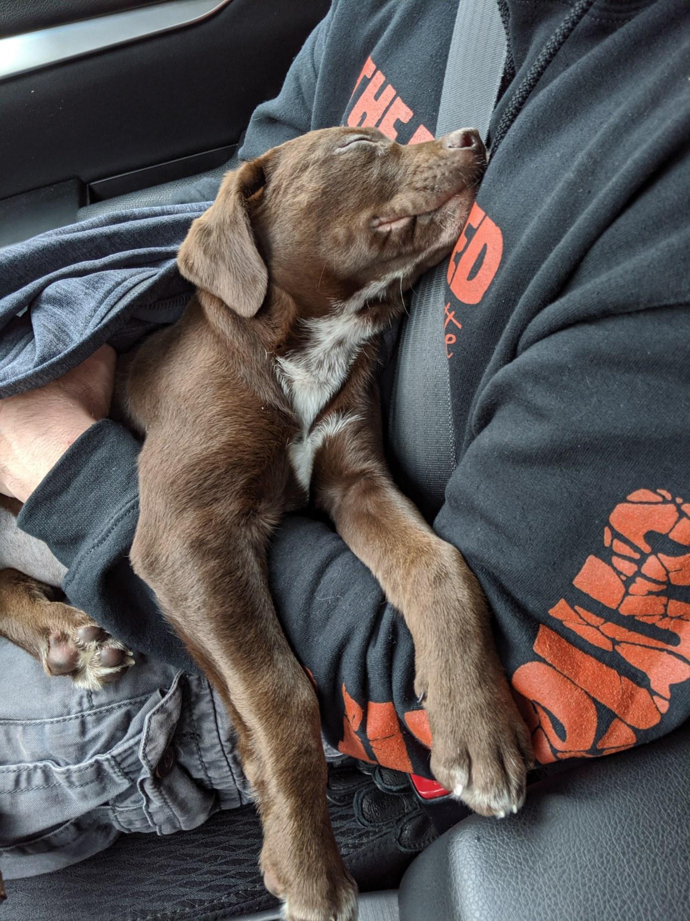 Just adopted Raven! She’s such a sweetheart!🥰 | Scrolller