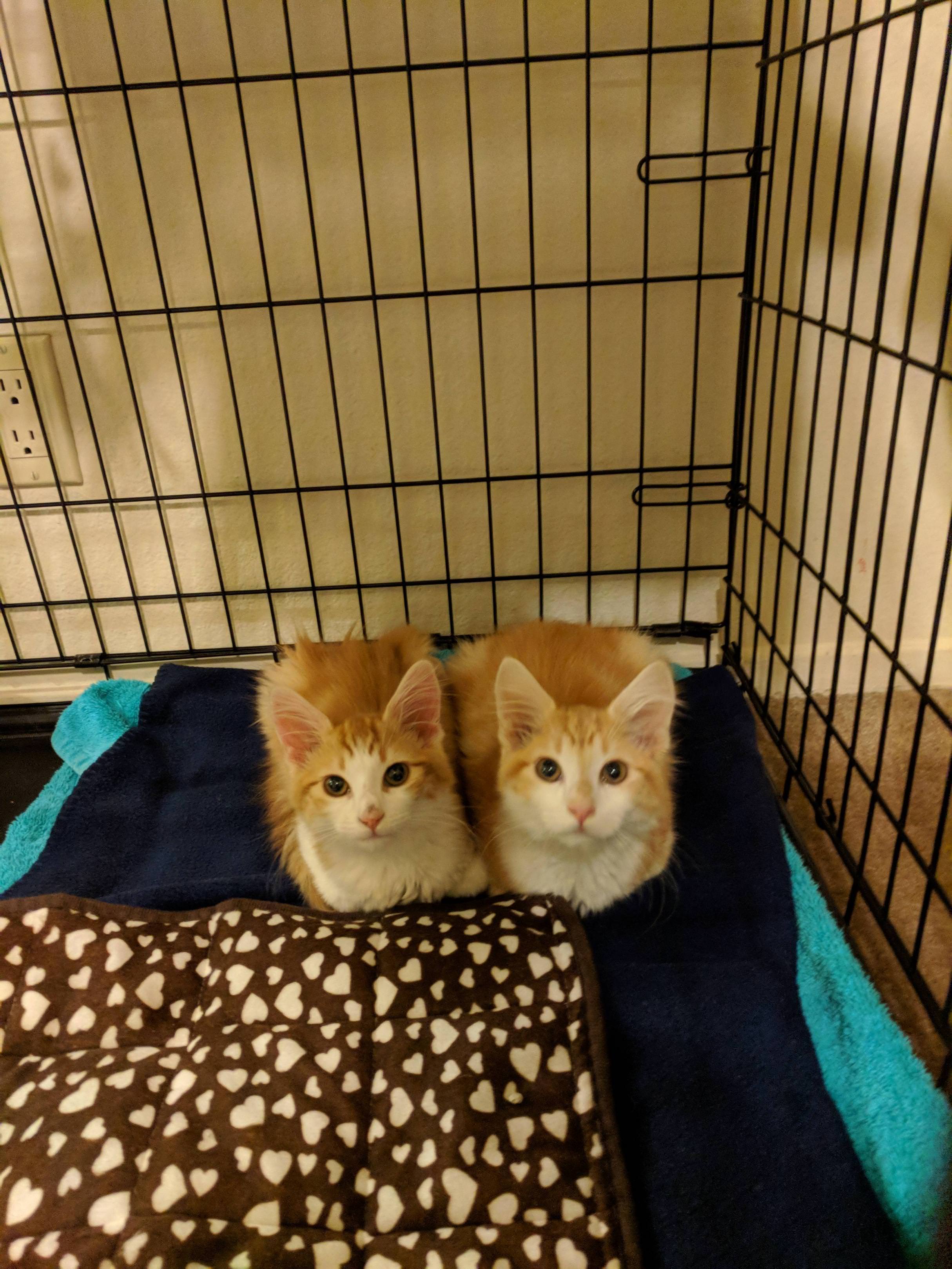Just adopted these two loaves.. Meet Quinn and Kit! | Scrolller