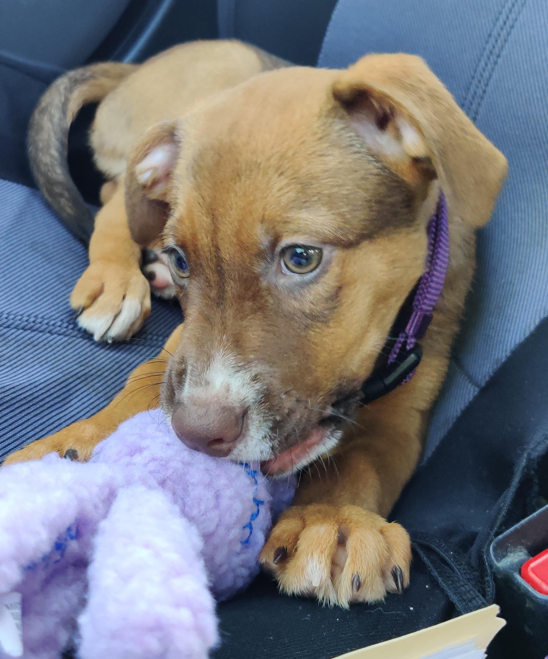 Just adopted this little girl, we need help naming this cutie! | Scrolller
