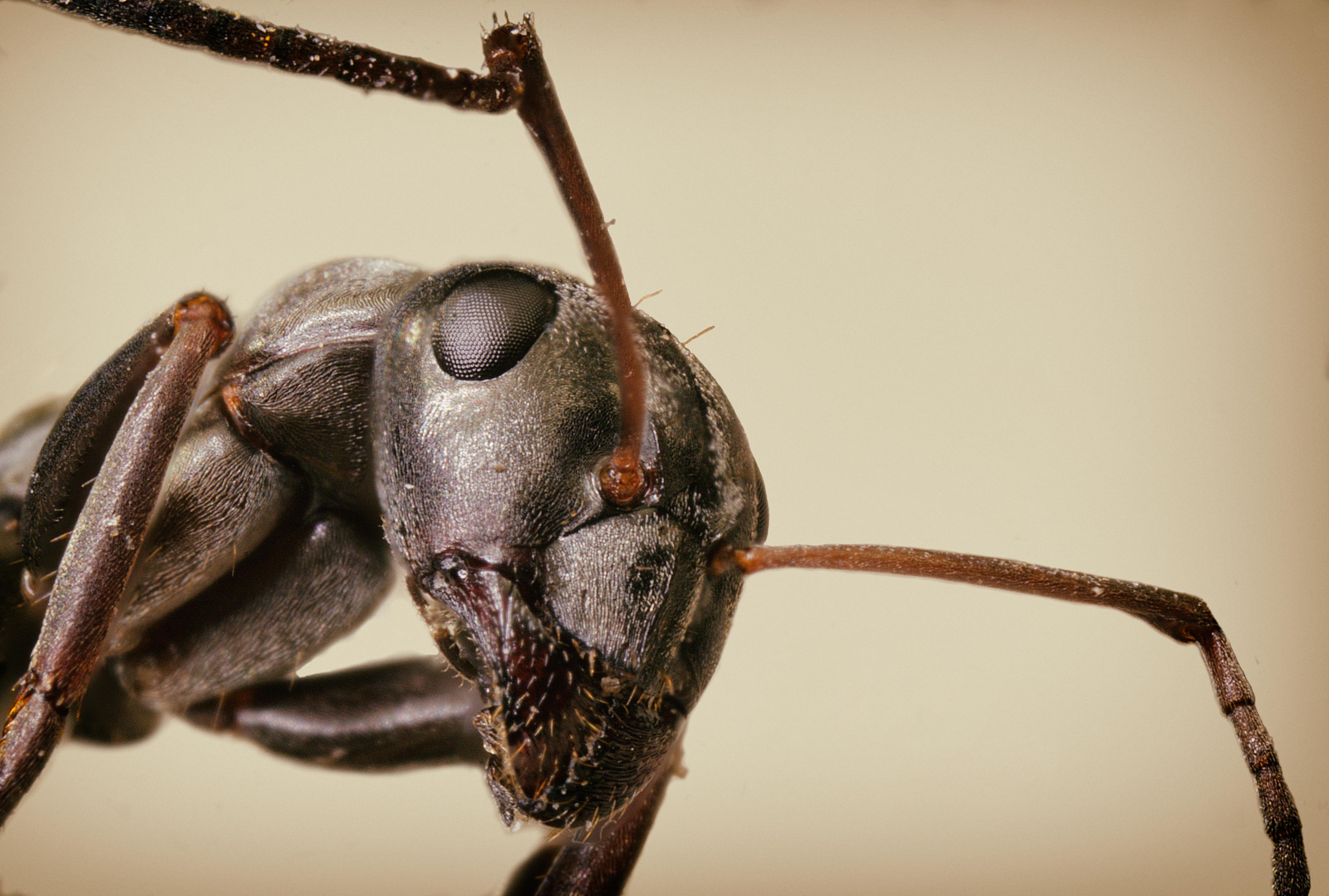 Just an ant. | Scrolller