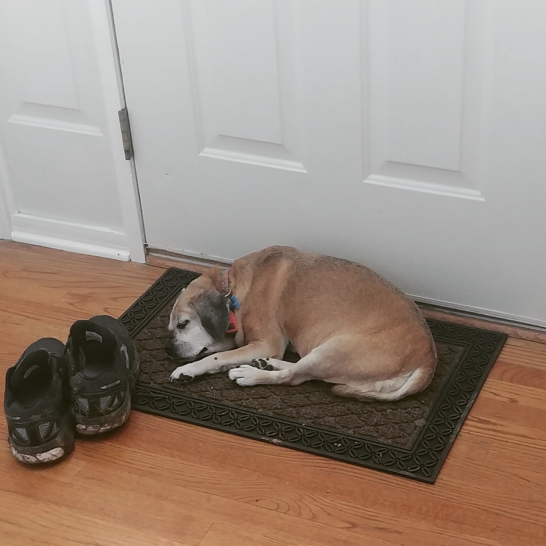 Just an old puggle waiting for her humans to return - she is probably 14 or 15. Also that is not ...