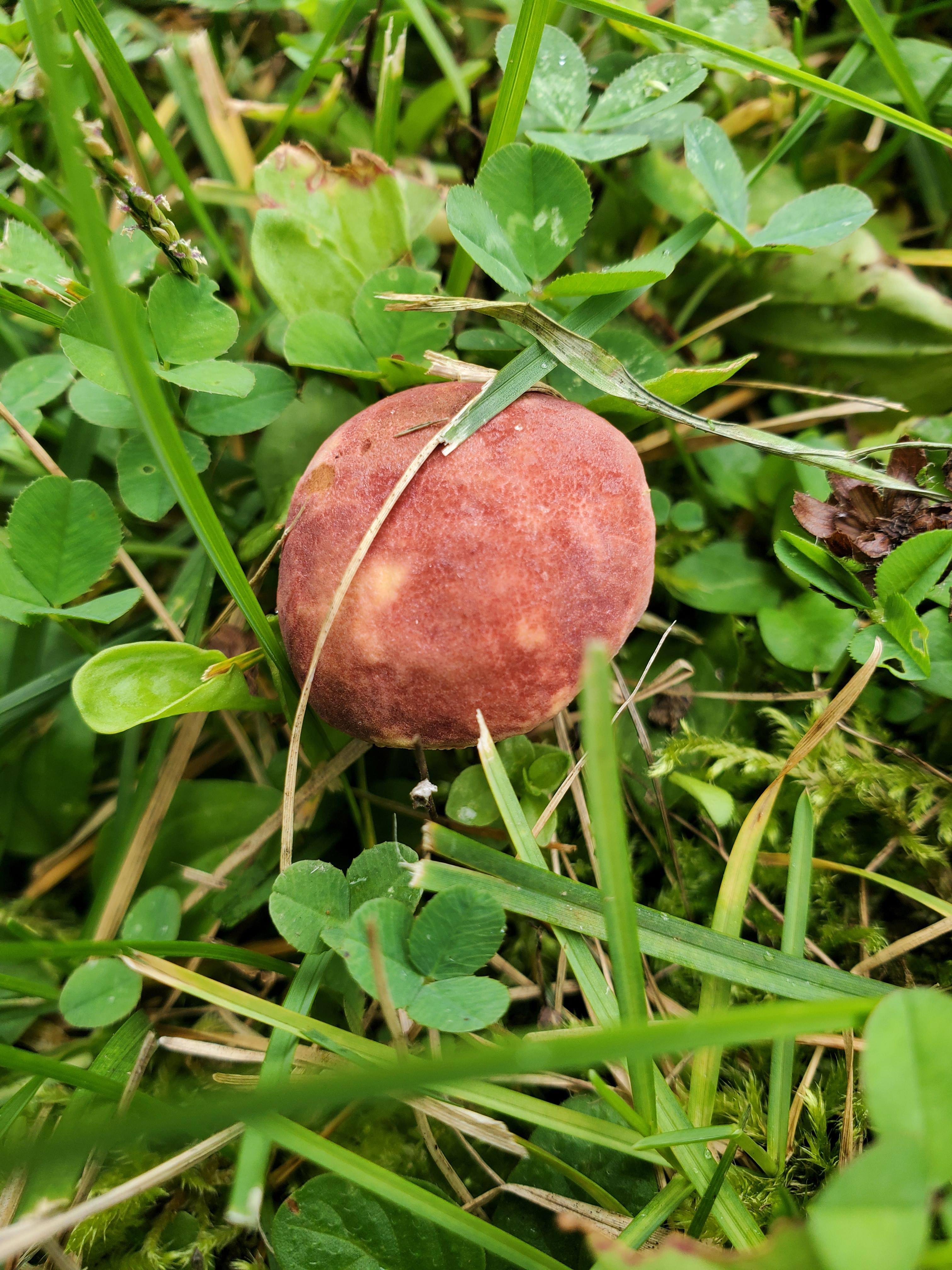 Just another mushroom! | Scrolller