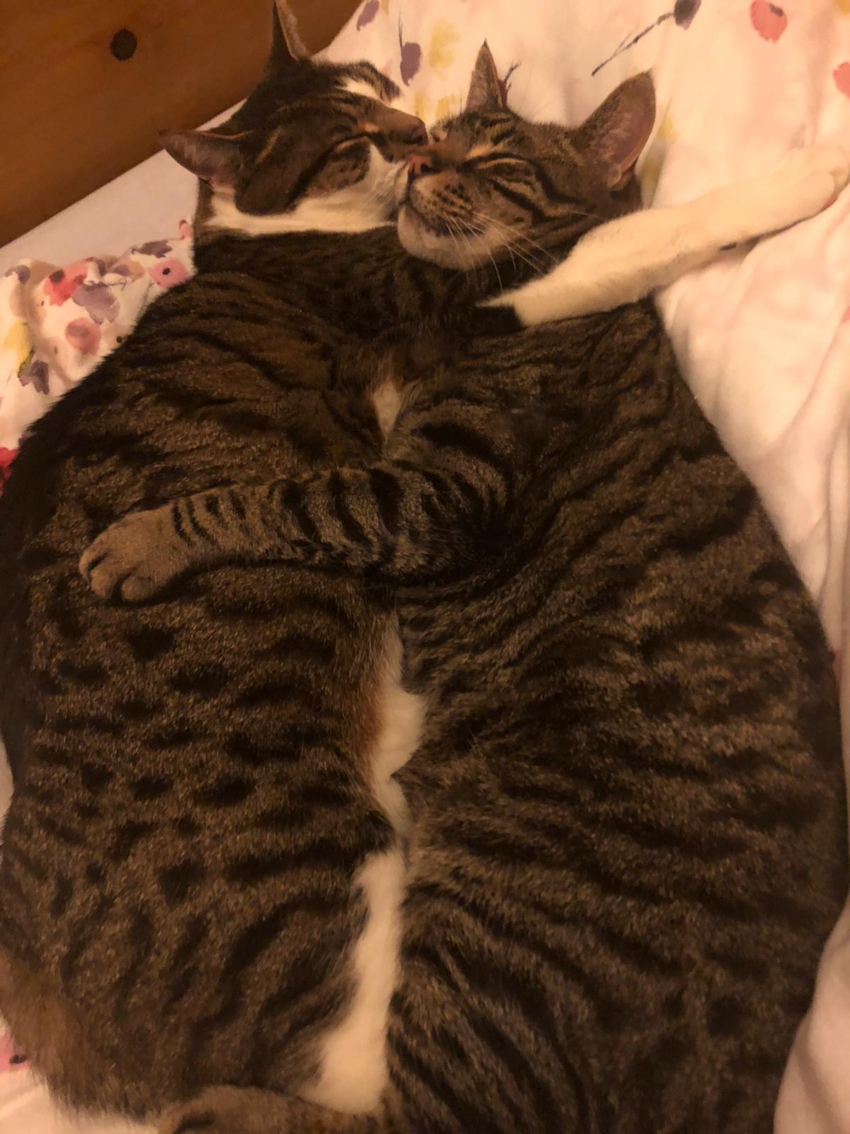 Just chilling | Scrolller