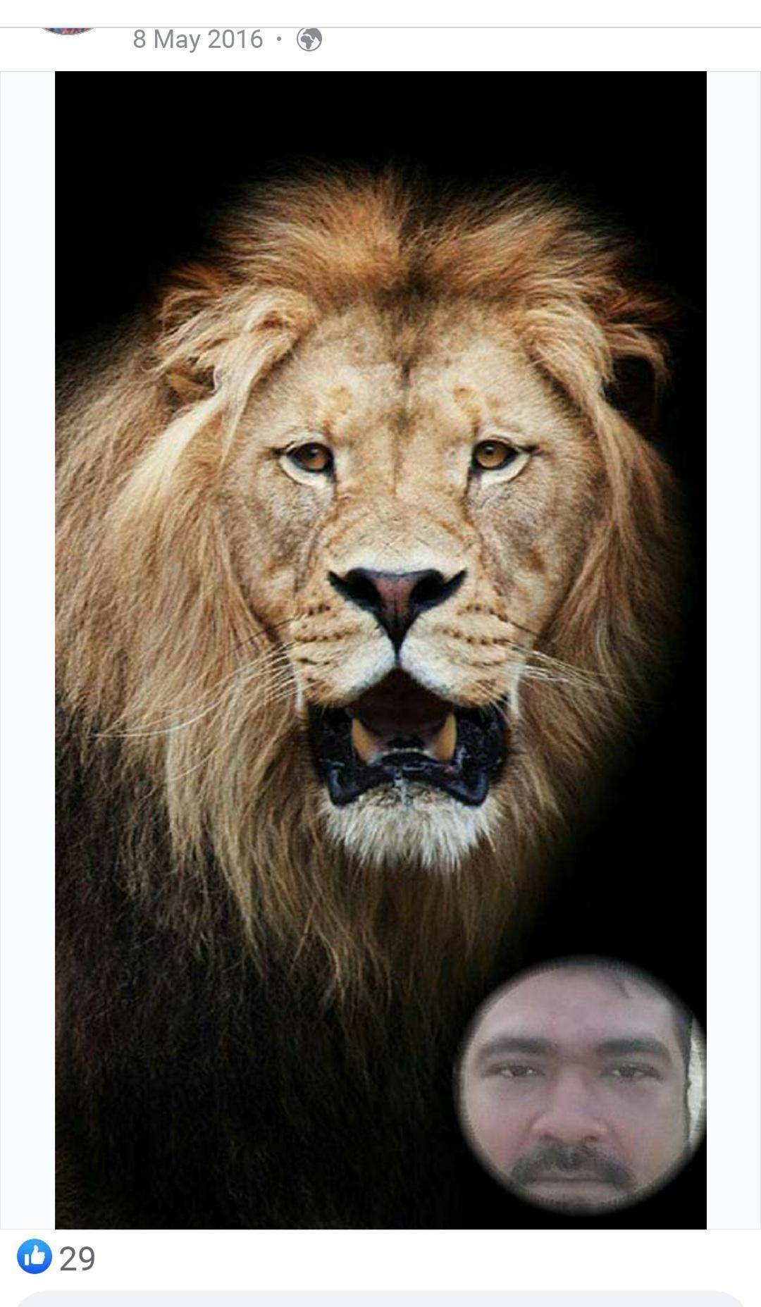 Just hanging with a lion | Scrolller