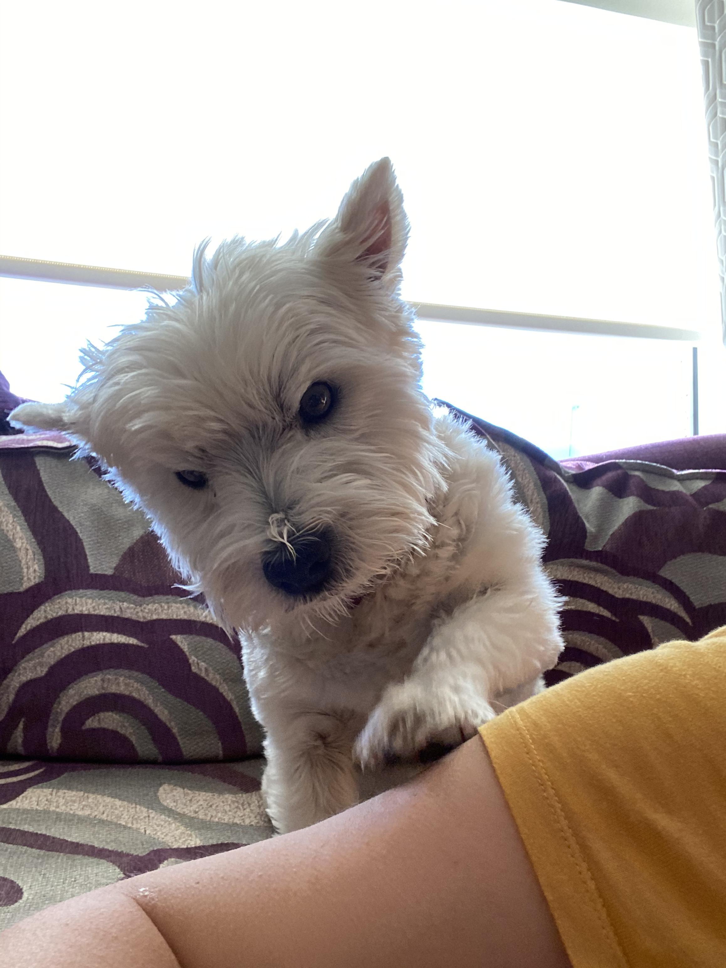 Just Heidi wanting 24/7 attention 😂 | Scrolller