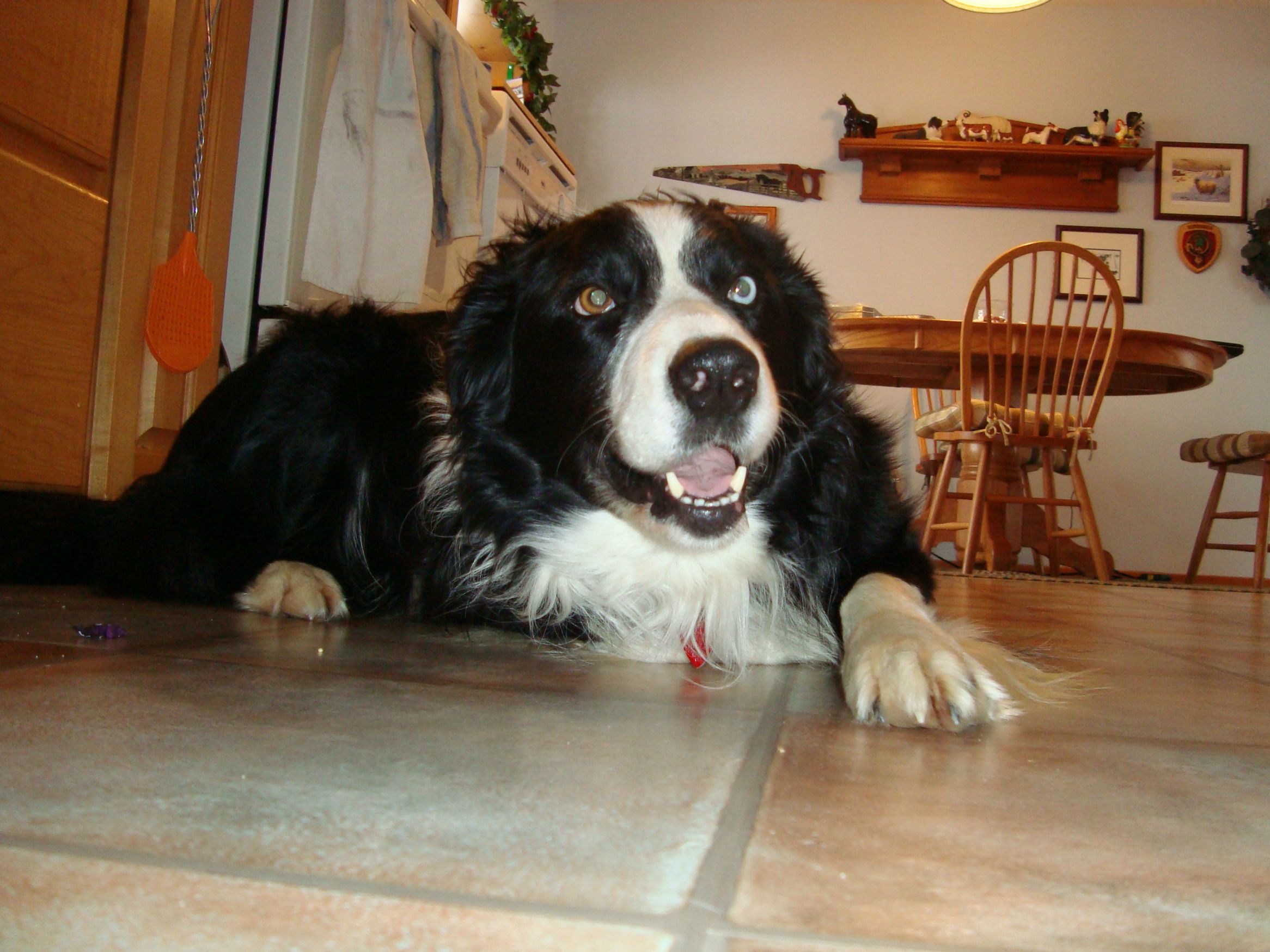 Just lost my best buddy at 10 years old. R.I.P. Hamish. | Scrolller