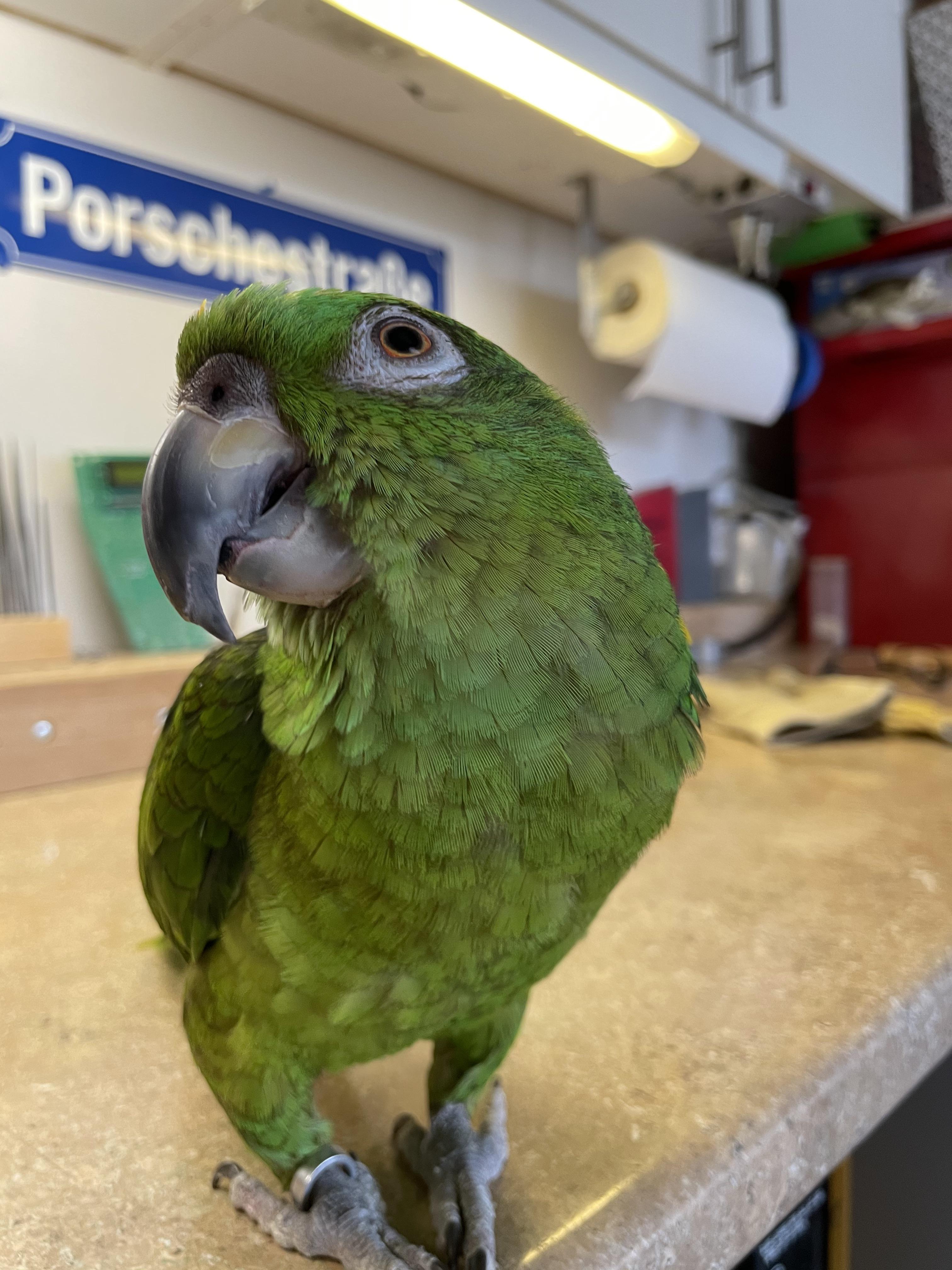 Just lost my parrot Jack. Foothill Ranch area of Orange County. | Scrolller