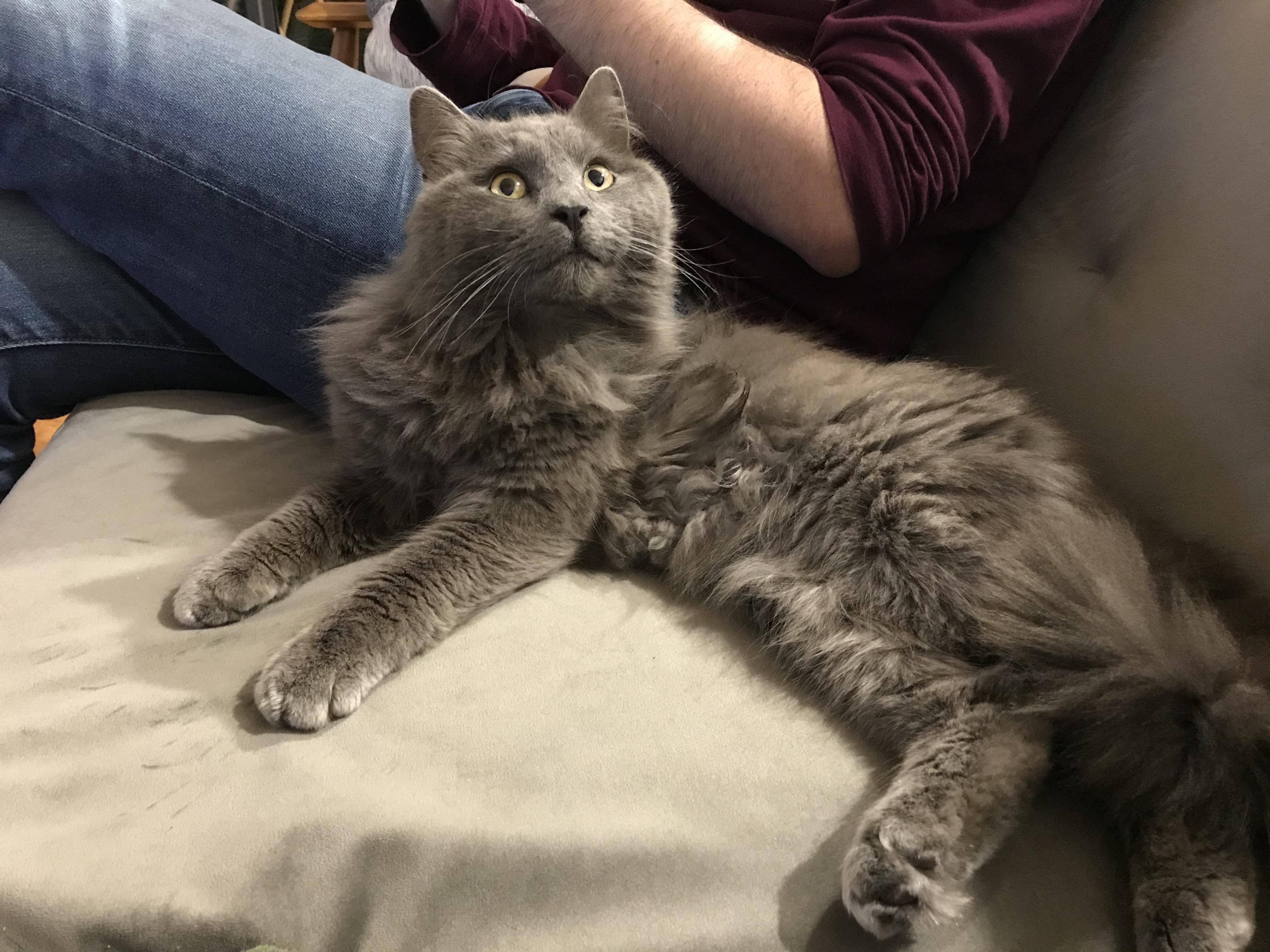 Just picked up this rescue boy today, thinking he could be part Nebelung, what do you guys think ...