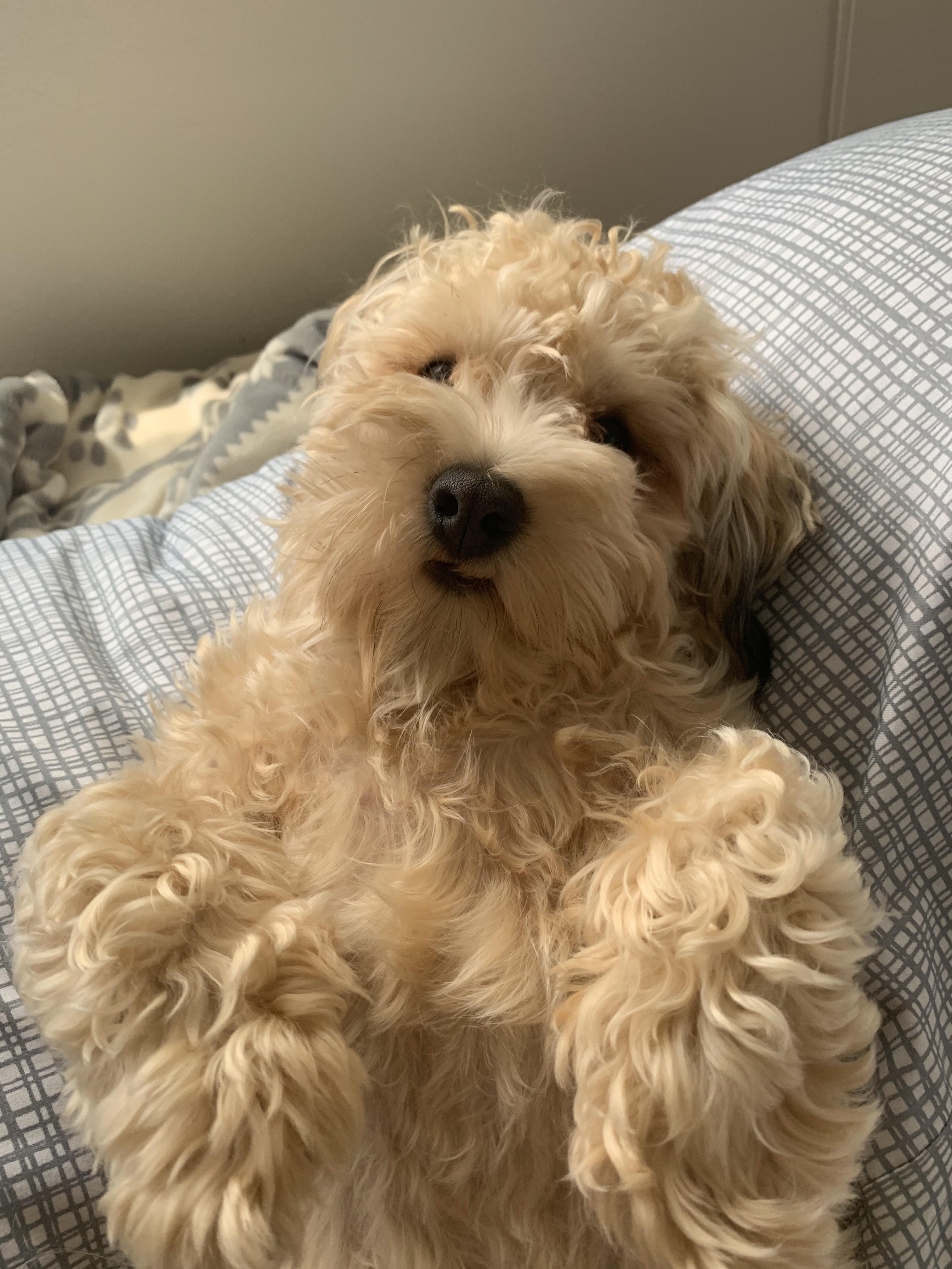 Just sharing my fluffy boi, Koji! | Scrolller