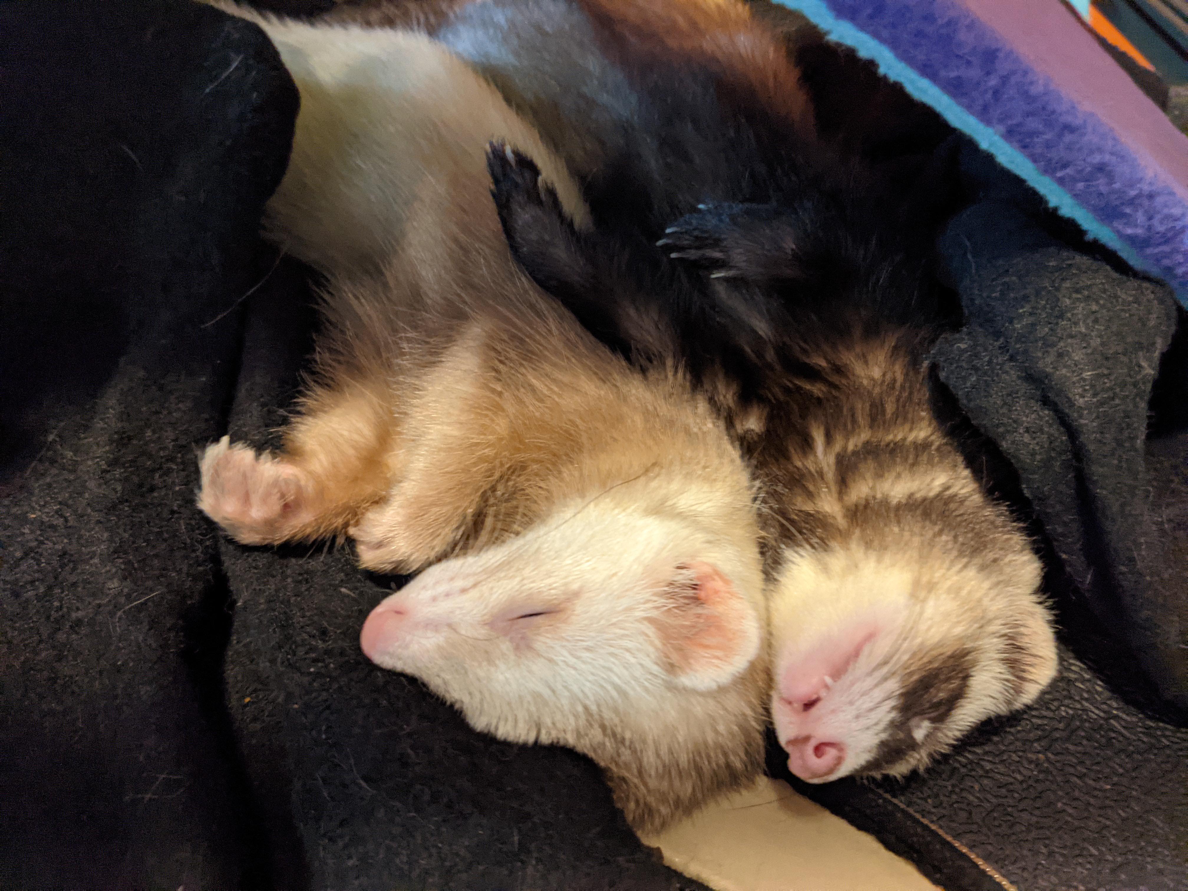 Just sleeping ferrets | Scrolller