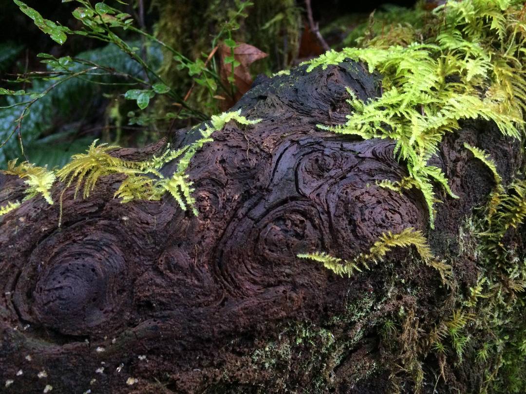Just some cool moss on a rotten log | Scrolller
