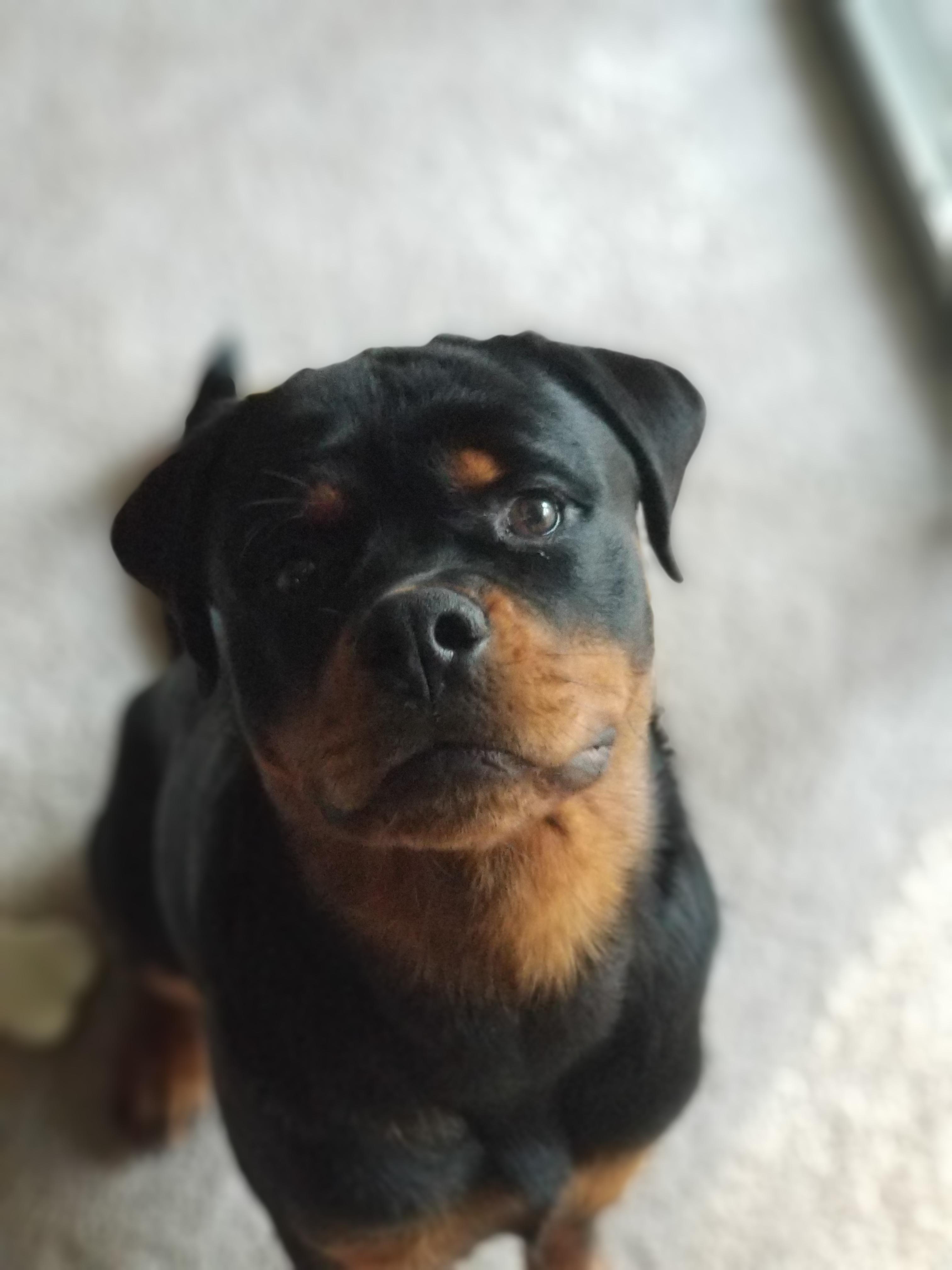 Just turned 9 months | Scrolller