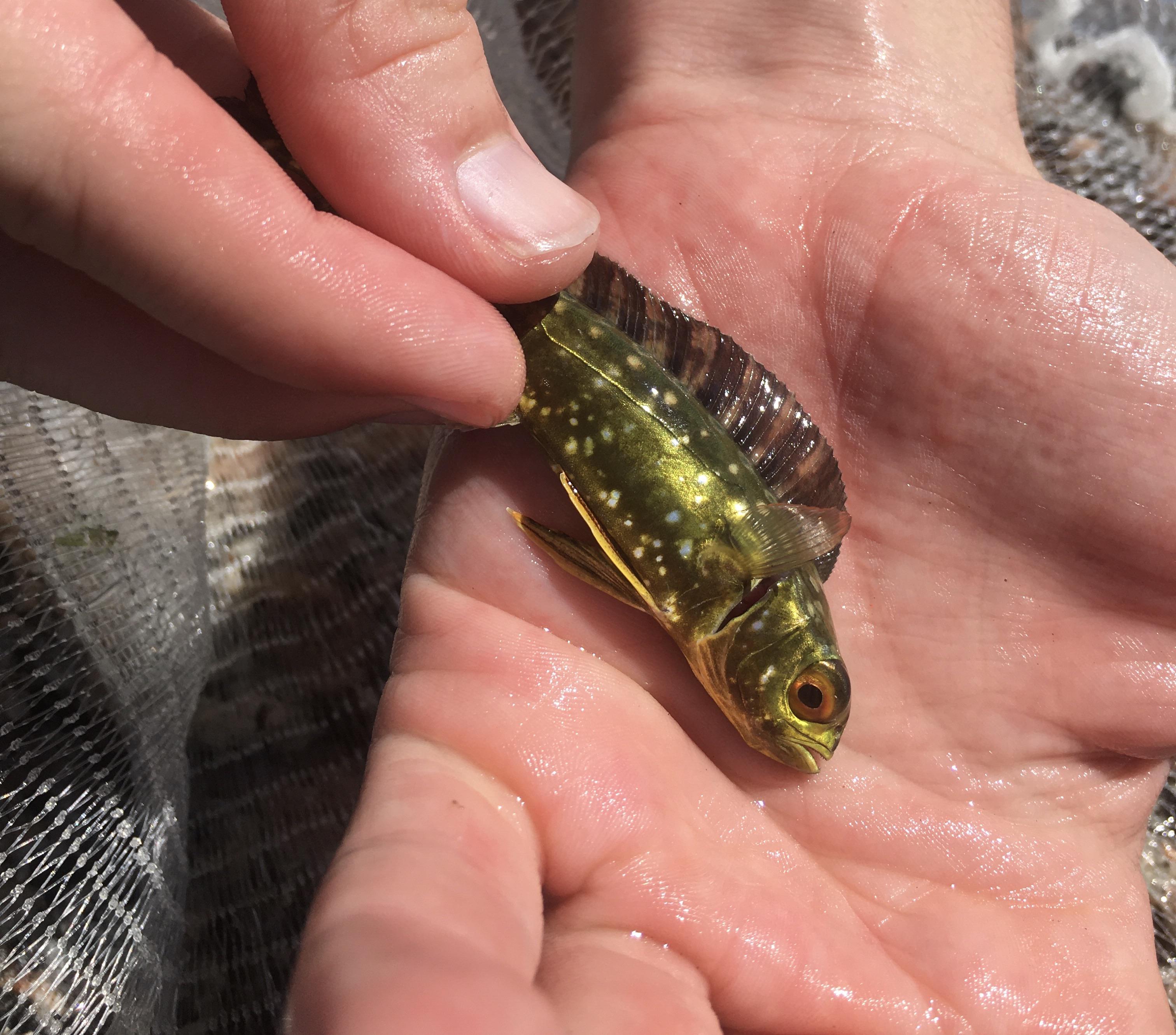 Juvenile Mahi Mahi | Scrolller