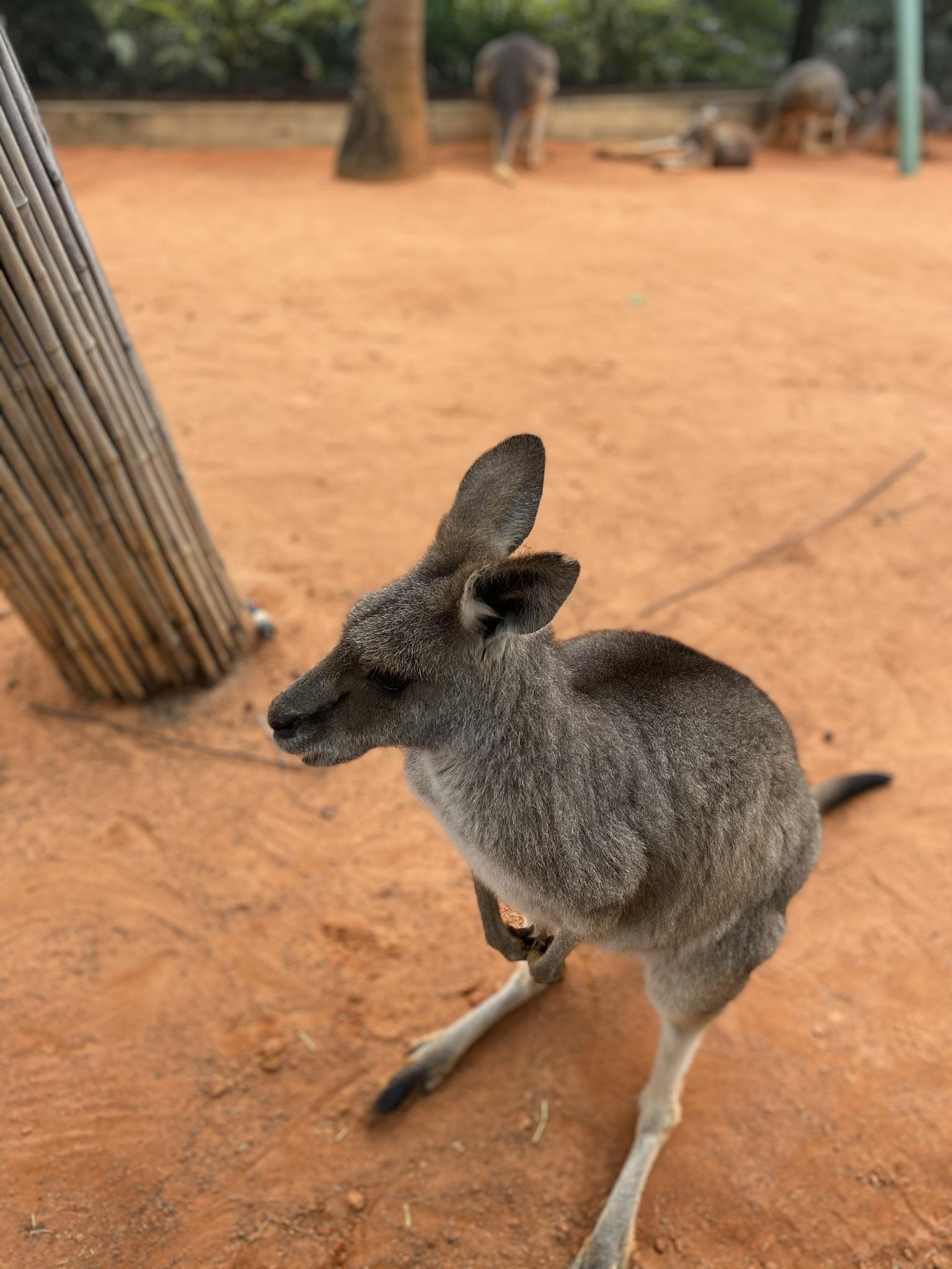 Kangaroo | Scrolller